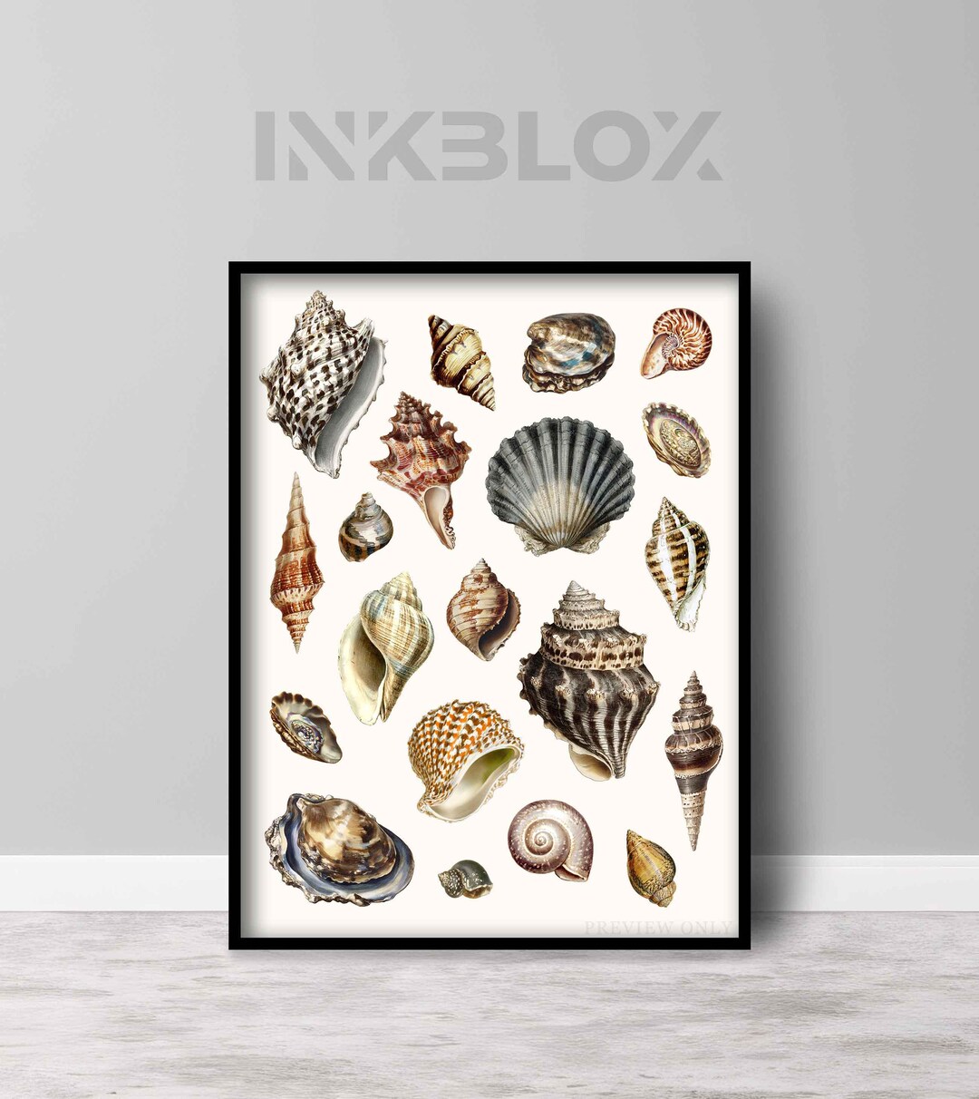 Seashell Poster - Shell Wall Art - Nautical Illustration Print - Ocean ...