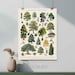 Botanical Tree Poster - Rustic Botanical Print, Botanical Illustration ...