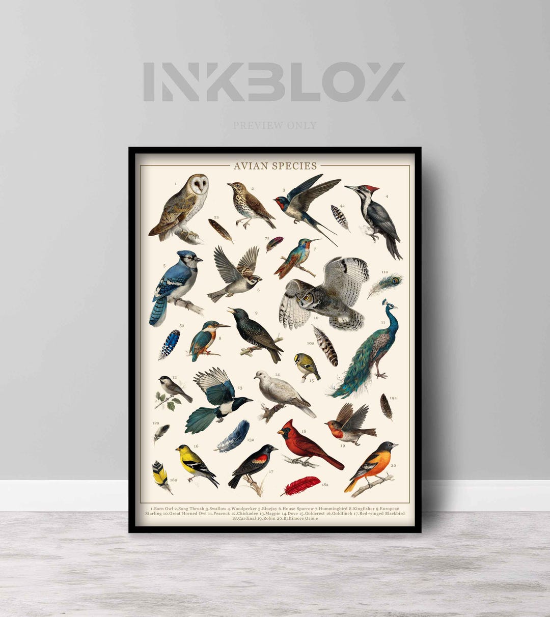 Vintage Bird Poster - Avian Species Wall Art, Ornithology Decor ...