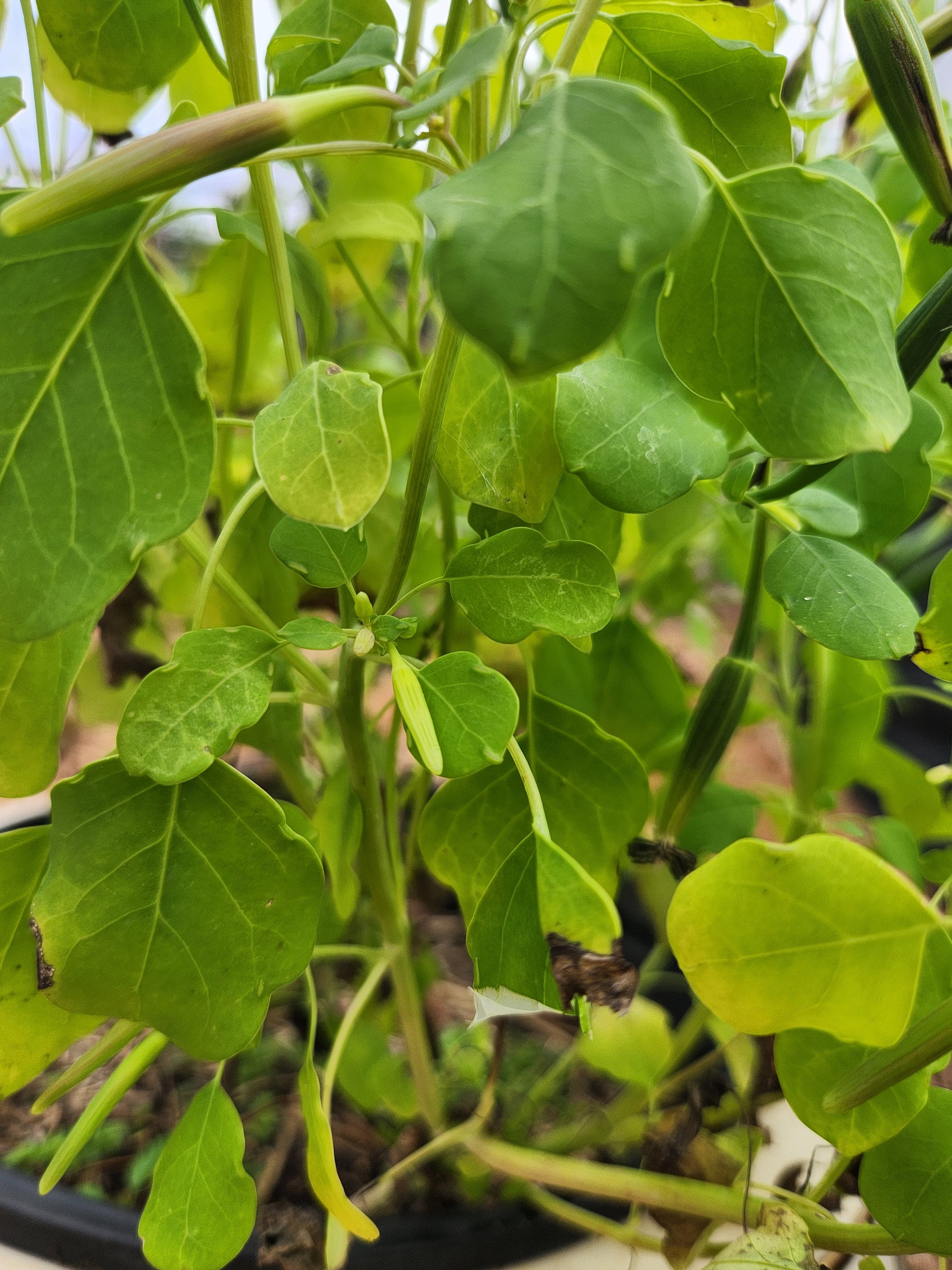 Papalo - 25+ Seeds; Porophyllum Ruderale, Bolivian Coriander, Summer ...