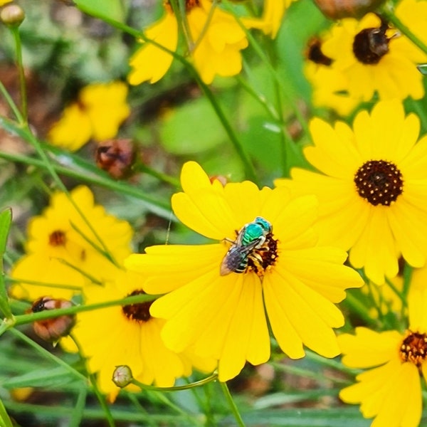 Florida Native Flowers Seeds - Etsy