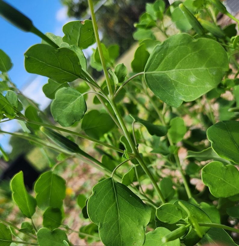 Papalo - 25+ Seeds; Porophyllum Ruderale, Bolivian Coriander, Summer ...