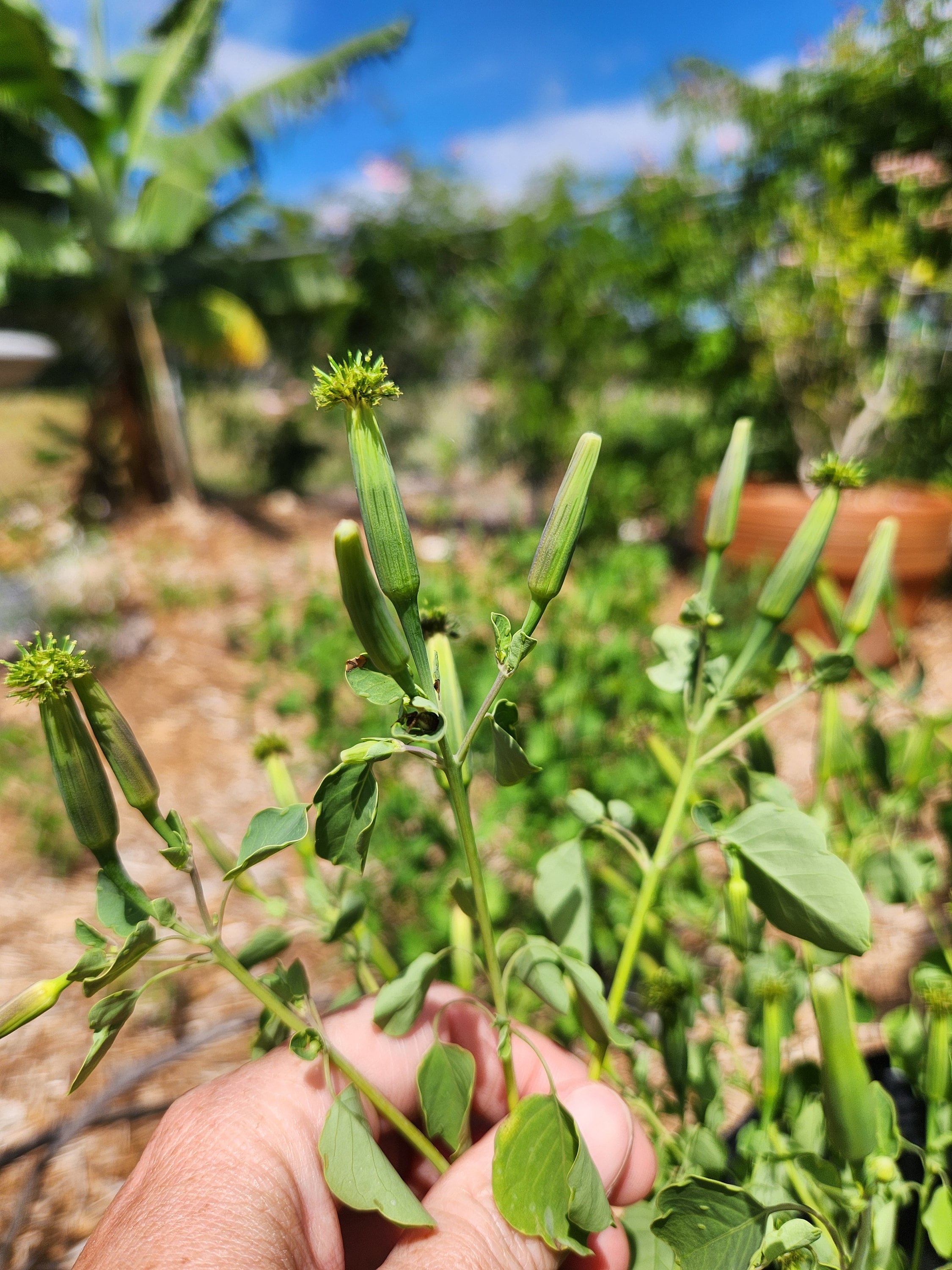 Papalo - 25+ Seeds; Porophyllum Ruderale, Bolivian Coriander, Summer ...