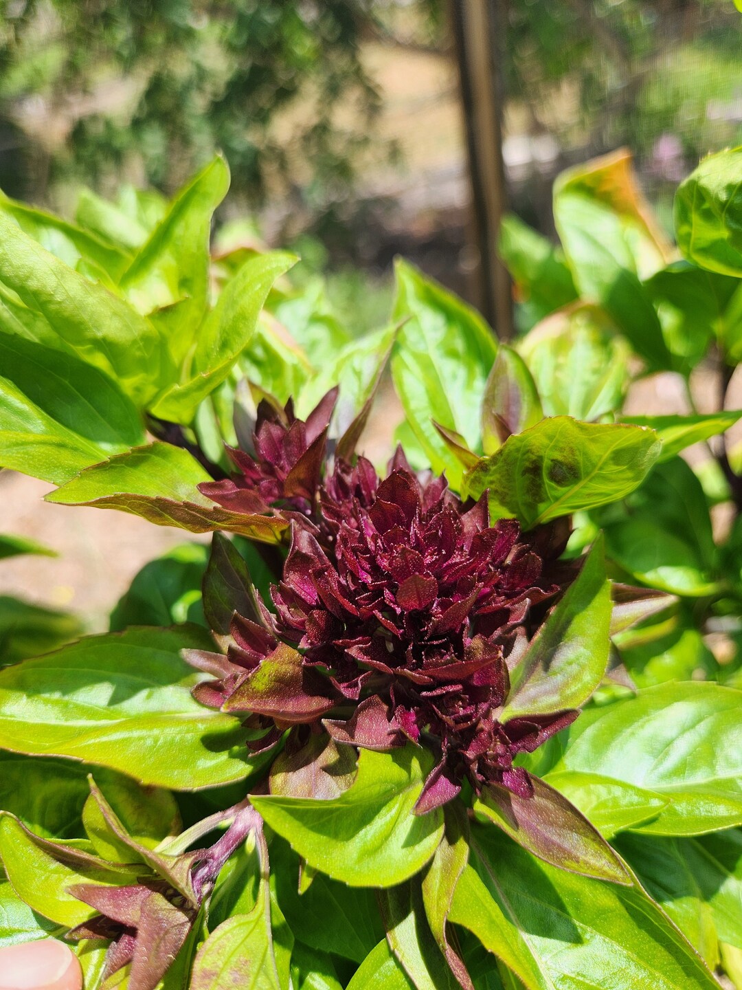 Organic Cardinal Basil 50 Seeds Ocimum Basilicum, Ornamental Basil ...