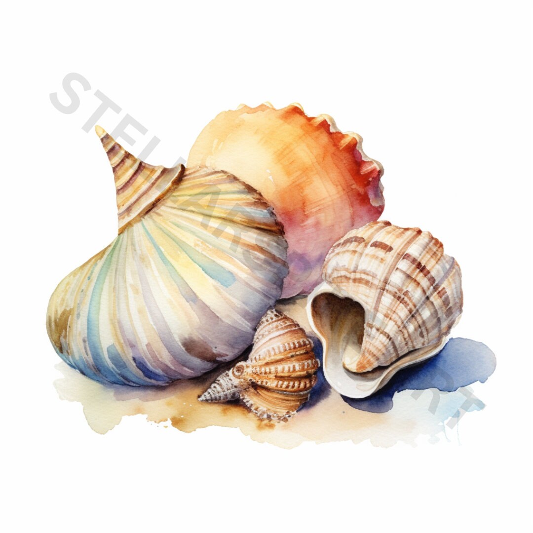 Watercolor Seashells Clipart - 8 High Quality Pngs - Digital Download ...