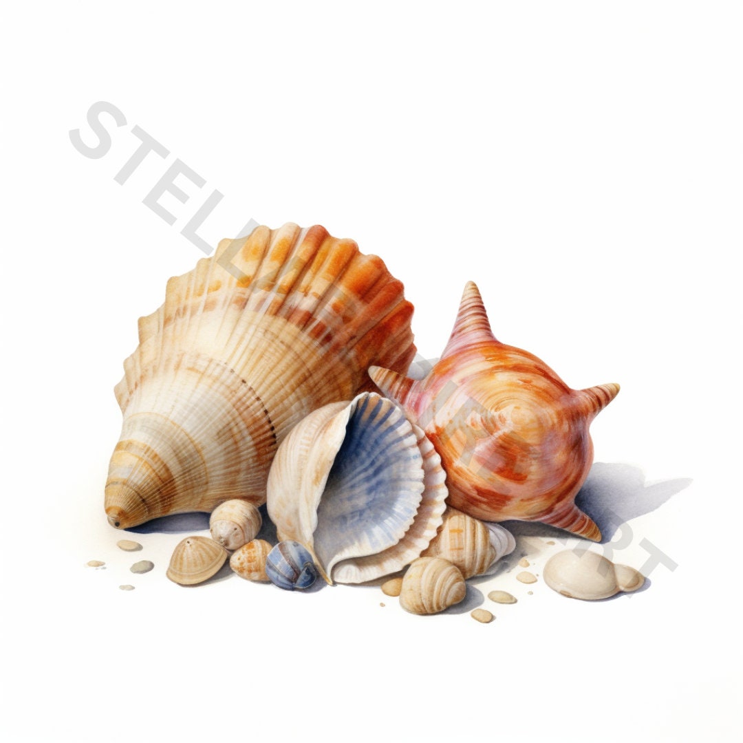 Watercolor Seashells Clipart - 8 High Quality Pngs - Digital Download ...