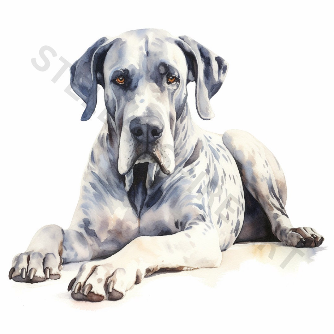 Watercolor Great Dane Clipart - 8 High Quality Pngs - Digital Download ...