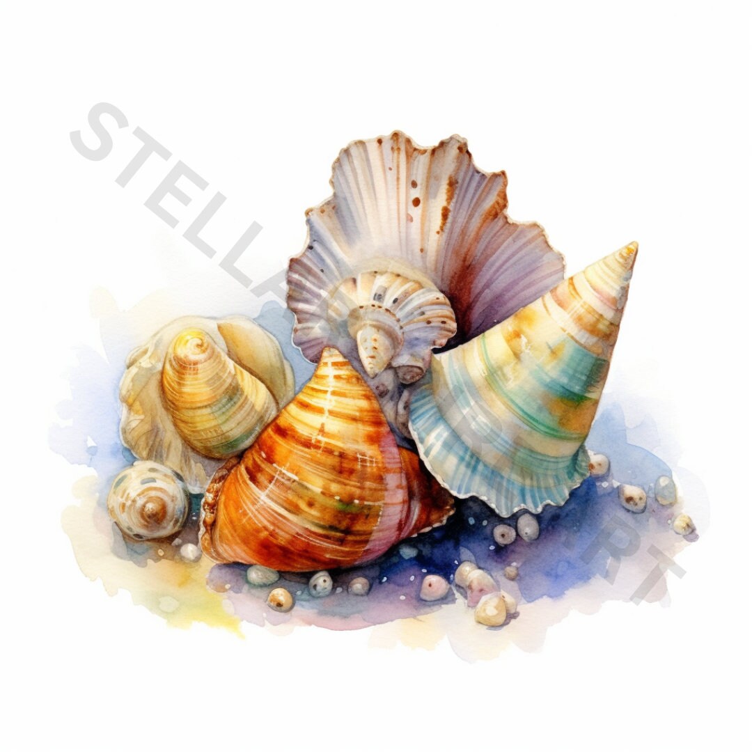 Watercolor Seashells Clipart - 8 High Quality Pngs - Digital Download ...