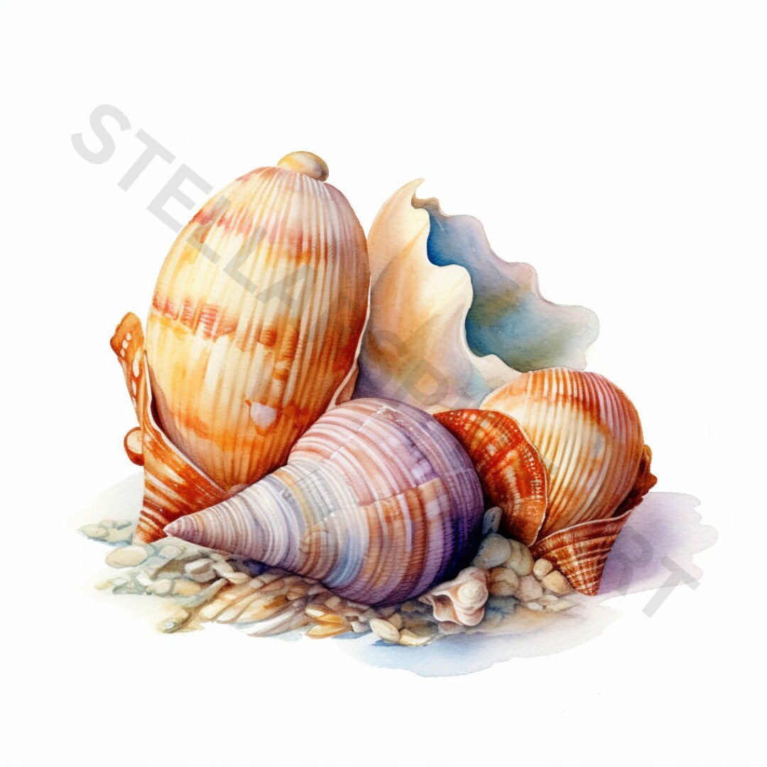 Watercolor Seashells Clipart - 8 High Quality Pngs - Digital Download ...