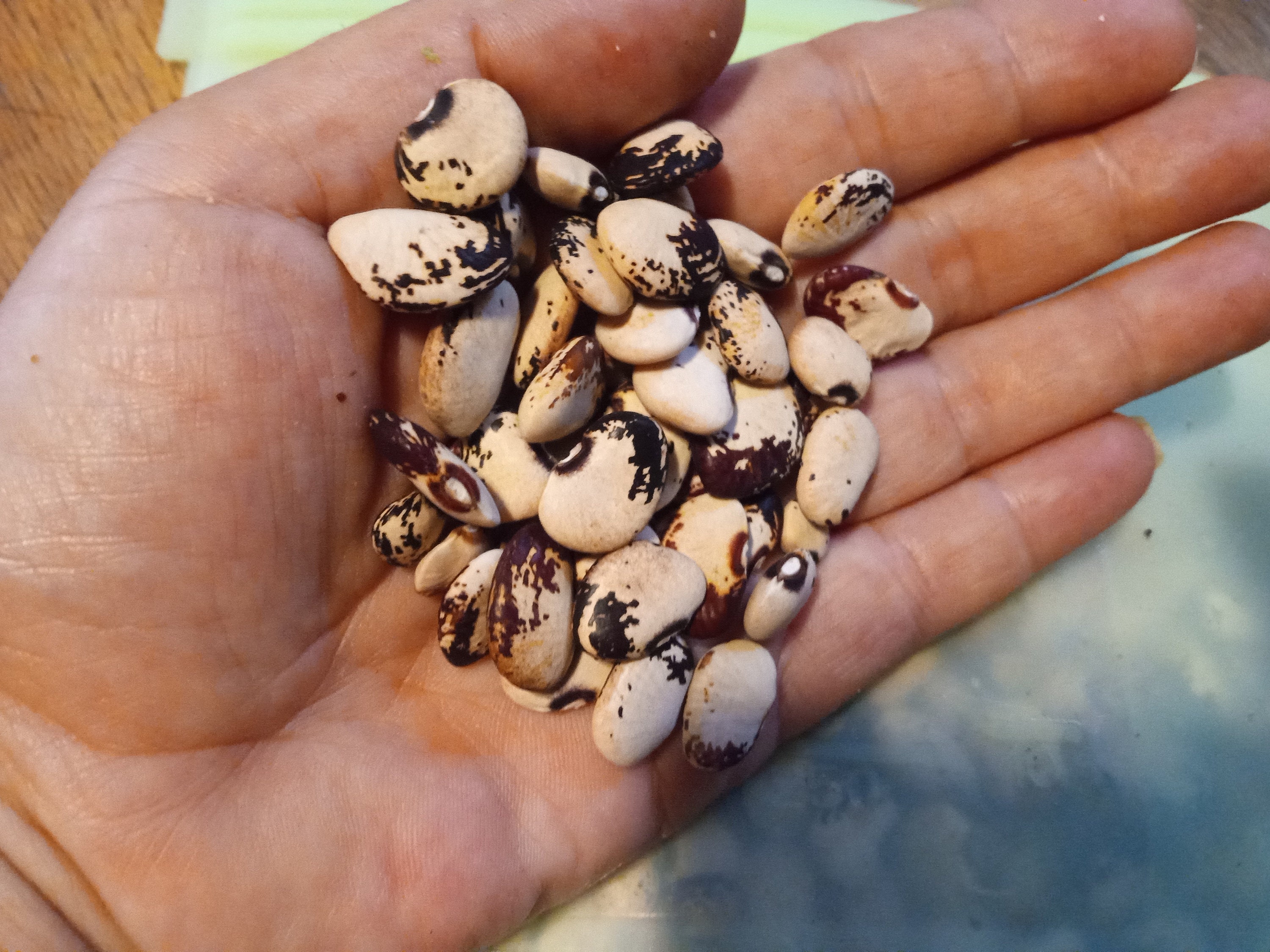 Florida Speckled Lima Bean Seeds - 30 Seeds Total + Free Seeds - Etsy