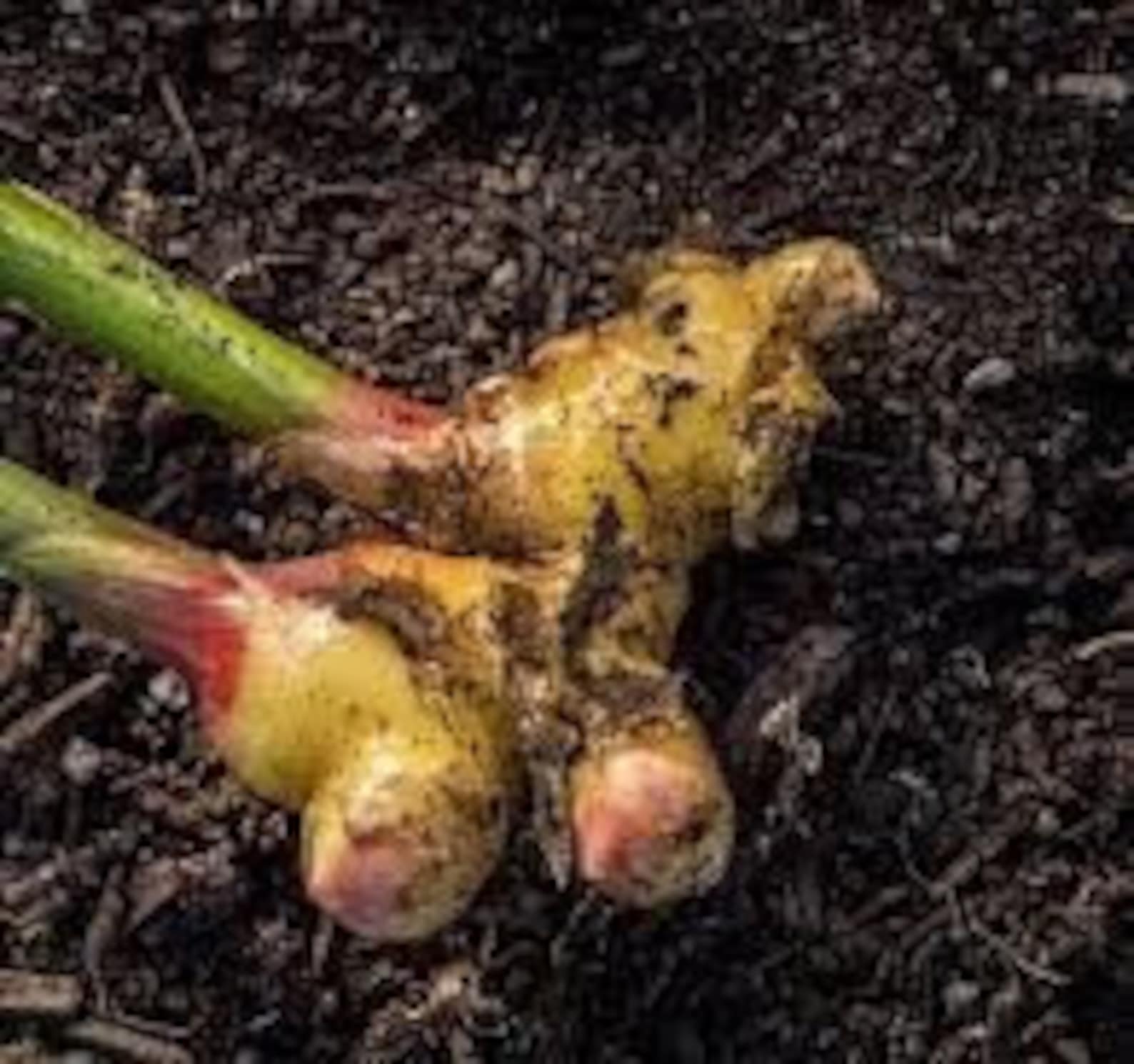 Shampoo Ginger, Pinecone Ginger, Awapuhi Rhizomes, 3 - Etsy