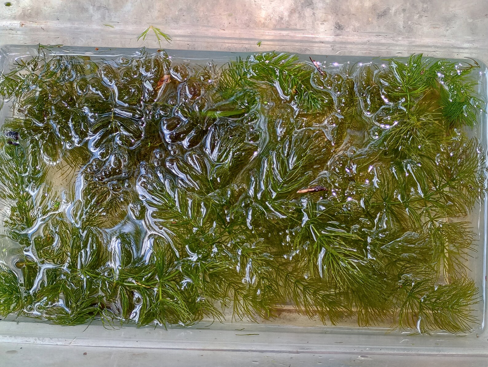 Hornwort Coontail ceratophylum Demersum Native Live Pond Plant Large ...