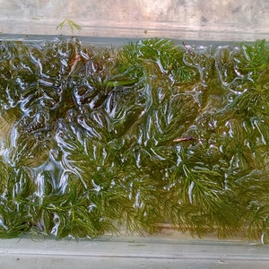Hornwort Coontail (ceratophylum Demersum) Native Live Pond Plant Large ...