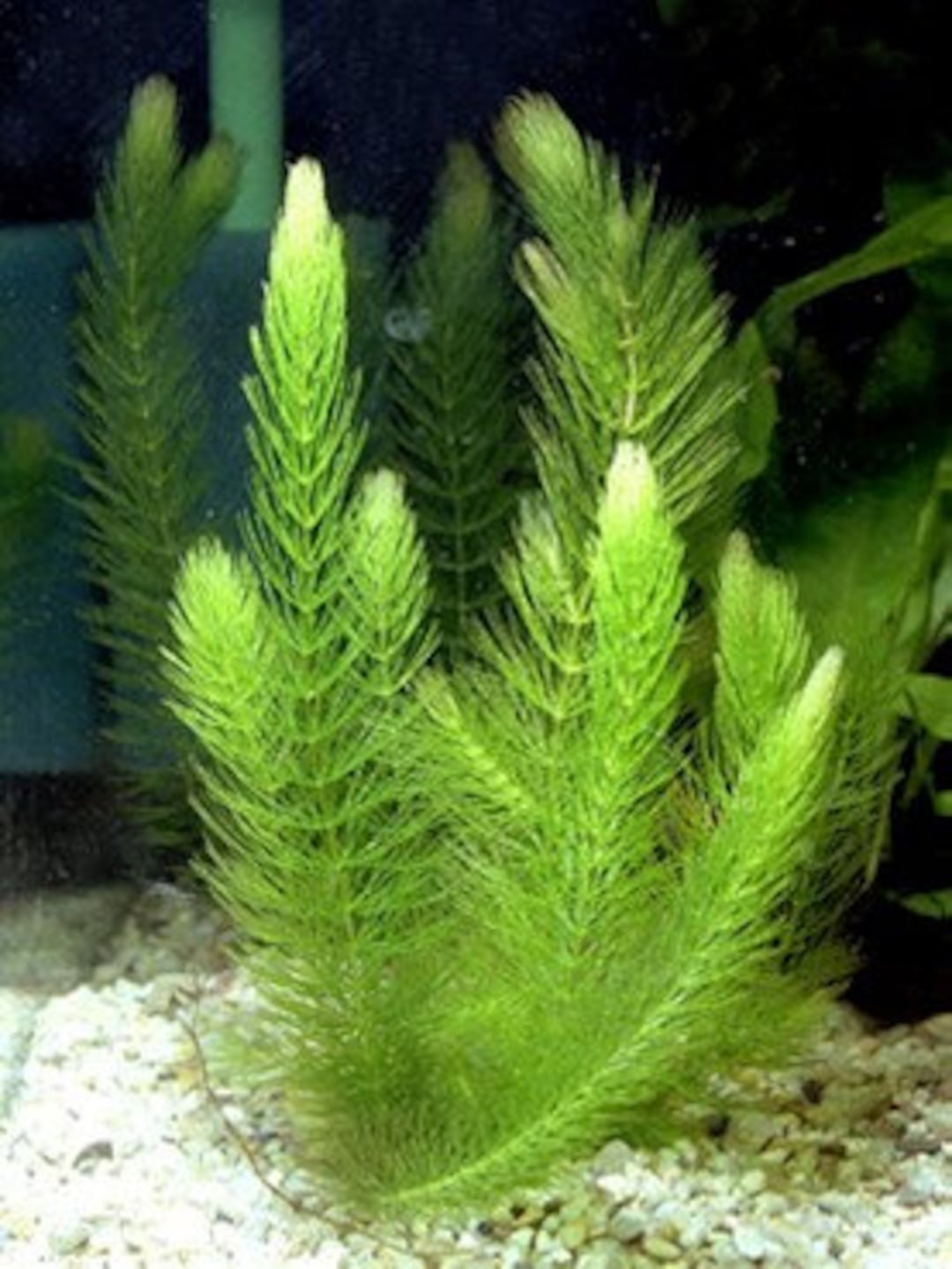 Hornwort Coontail (ceratophylum Demersum) Native Live Pond Plant Large ...