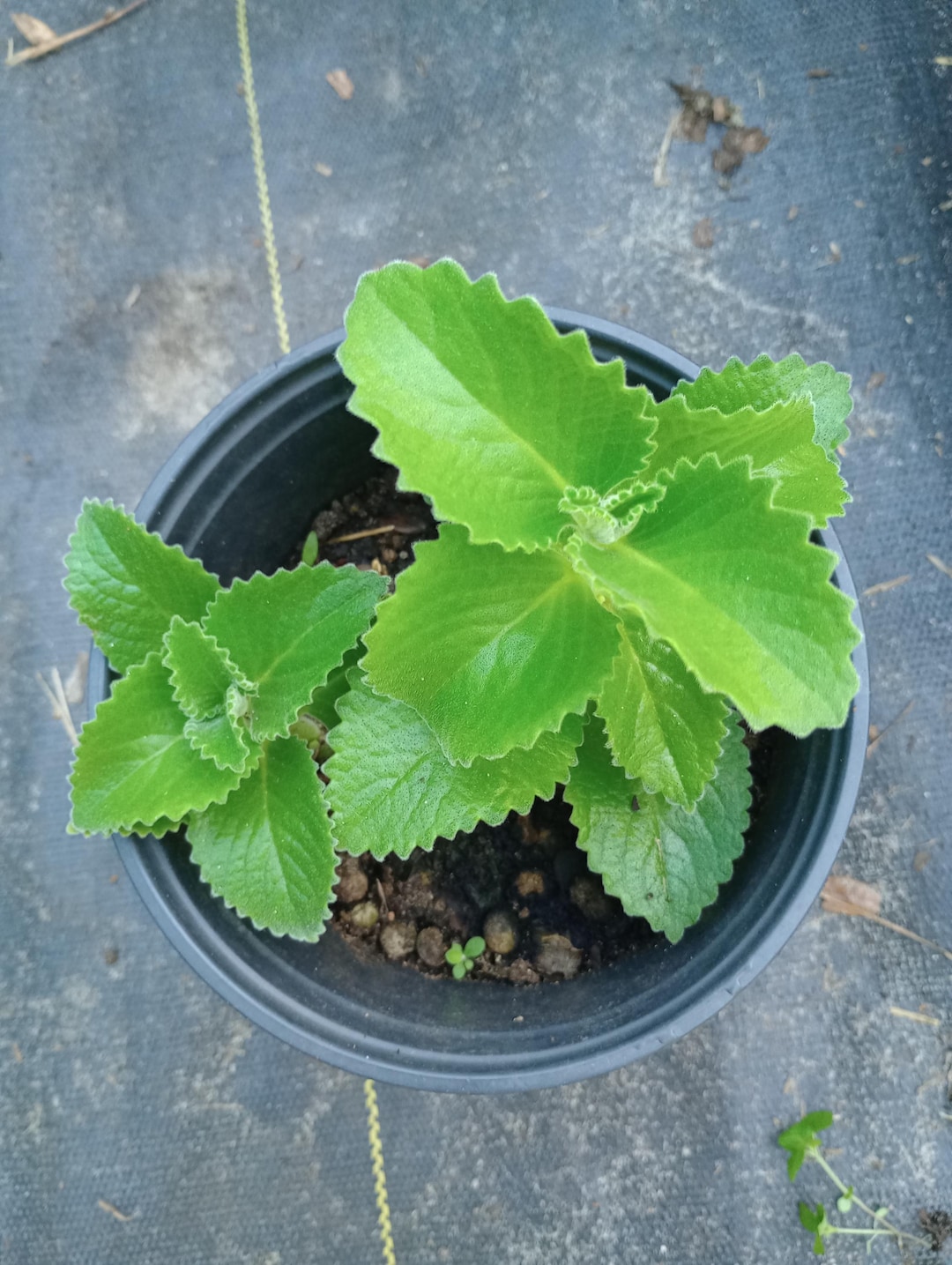 Oregano Plant Cuban Variety Grown Organically + Free Seeds - Etsy