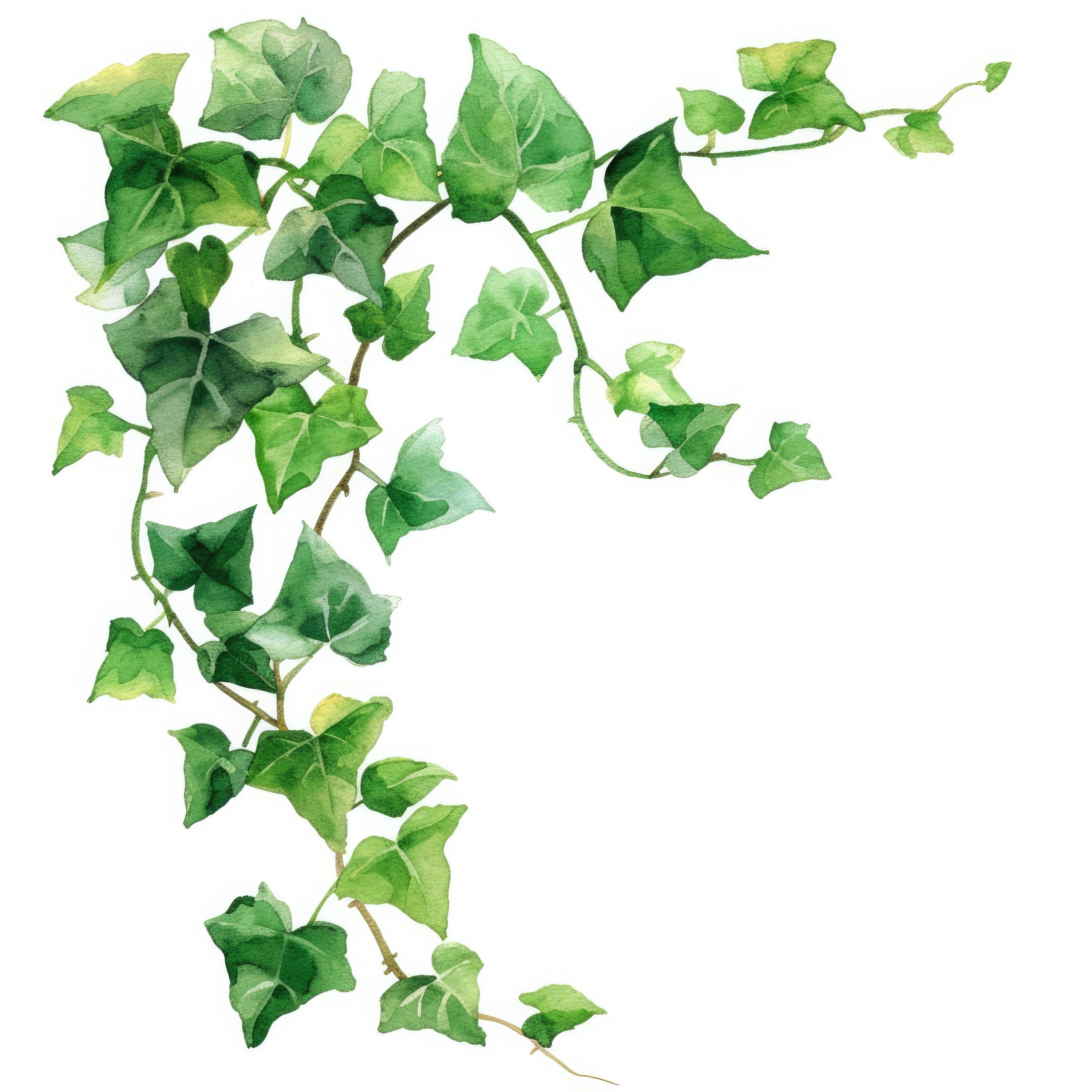 Ivy Clip Art Digital Download: Watercolor Ivy Vines Greenery Clipart ...