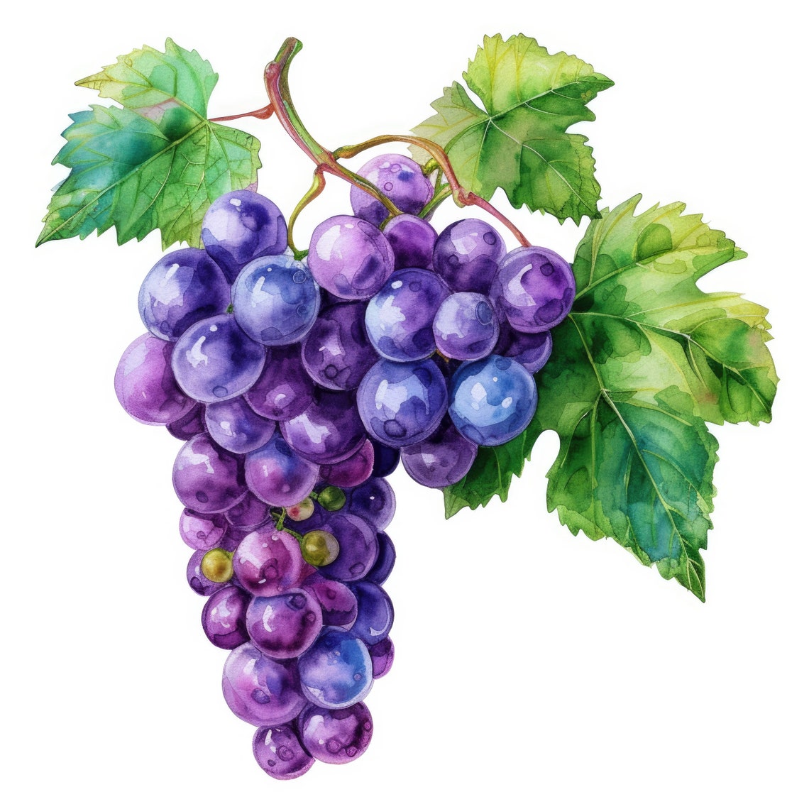Grapes Clipart: Watercolor Wine Grapes, Fruit Clipart, Bunch of Noir ...
