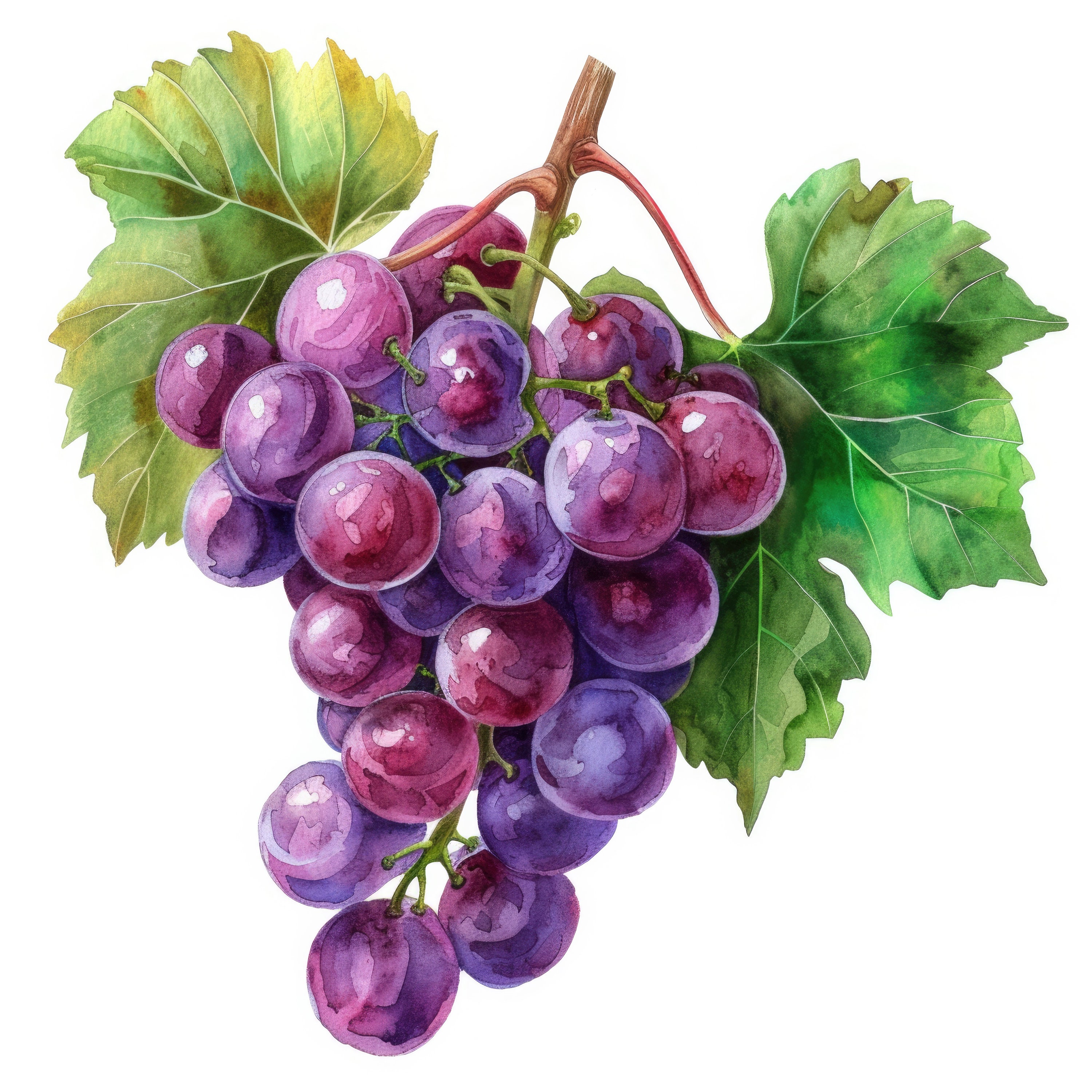 Grapes Clipart: Watercolor Wine Grapes, Fruit Clipart, Bunch of Noir ...