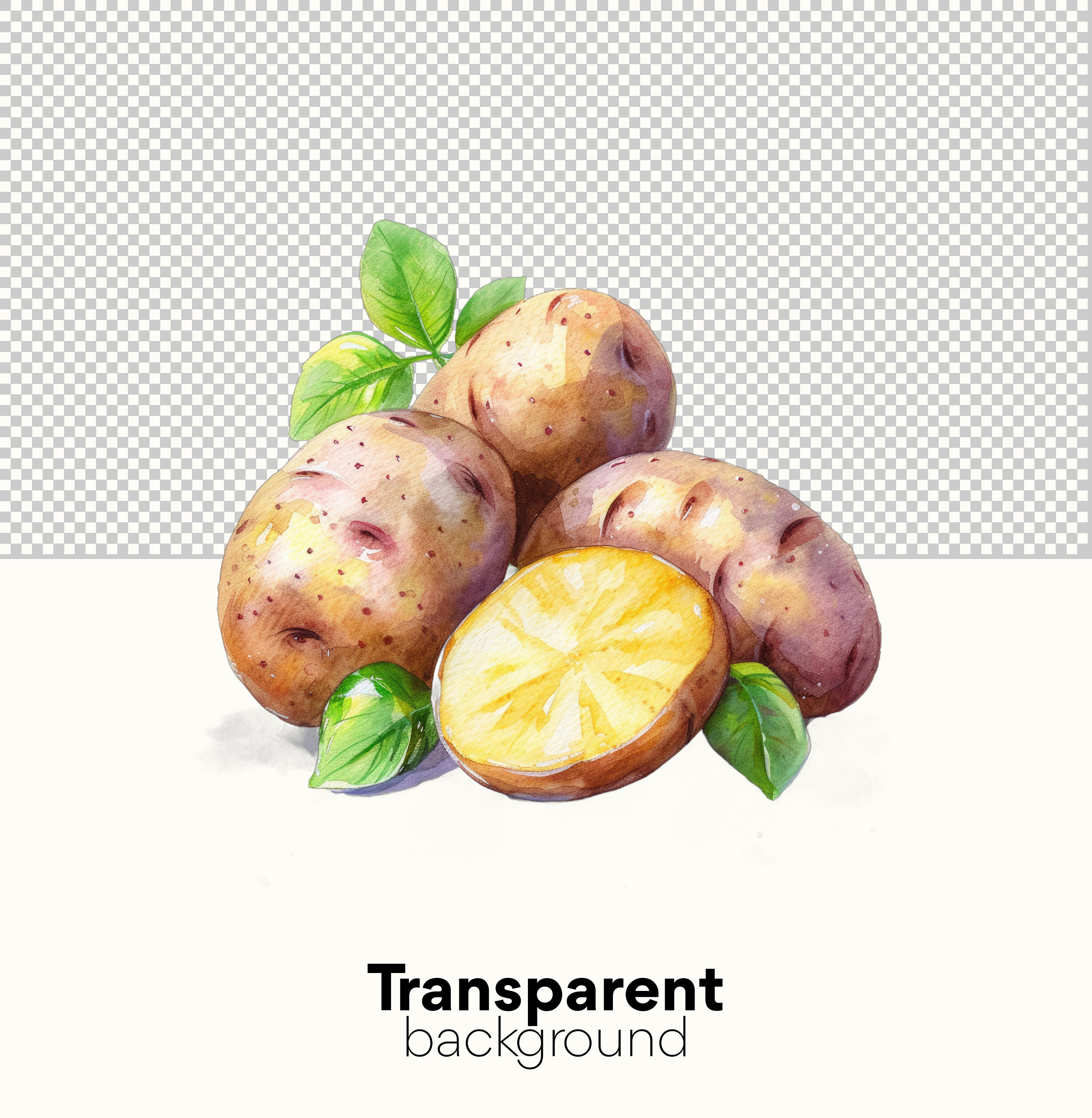 Potato Clipart Pack, Commercial Use Food Clip Art, Watercolor Potato ...