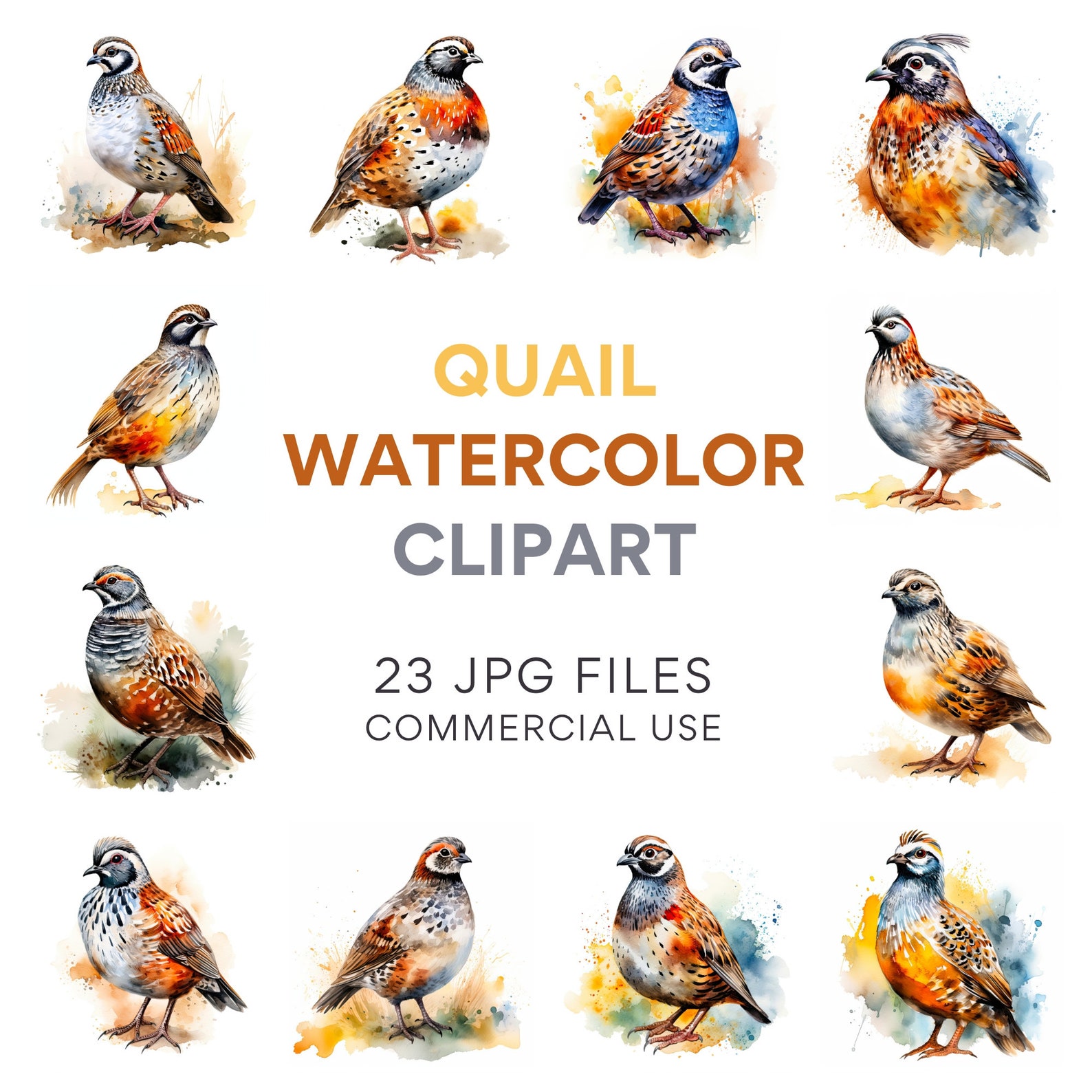 Quail Clipart: Watercolor Quail Bird Art, Digital Download for ...