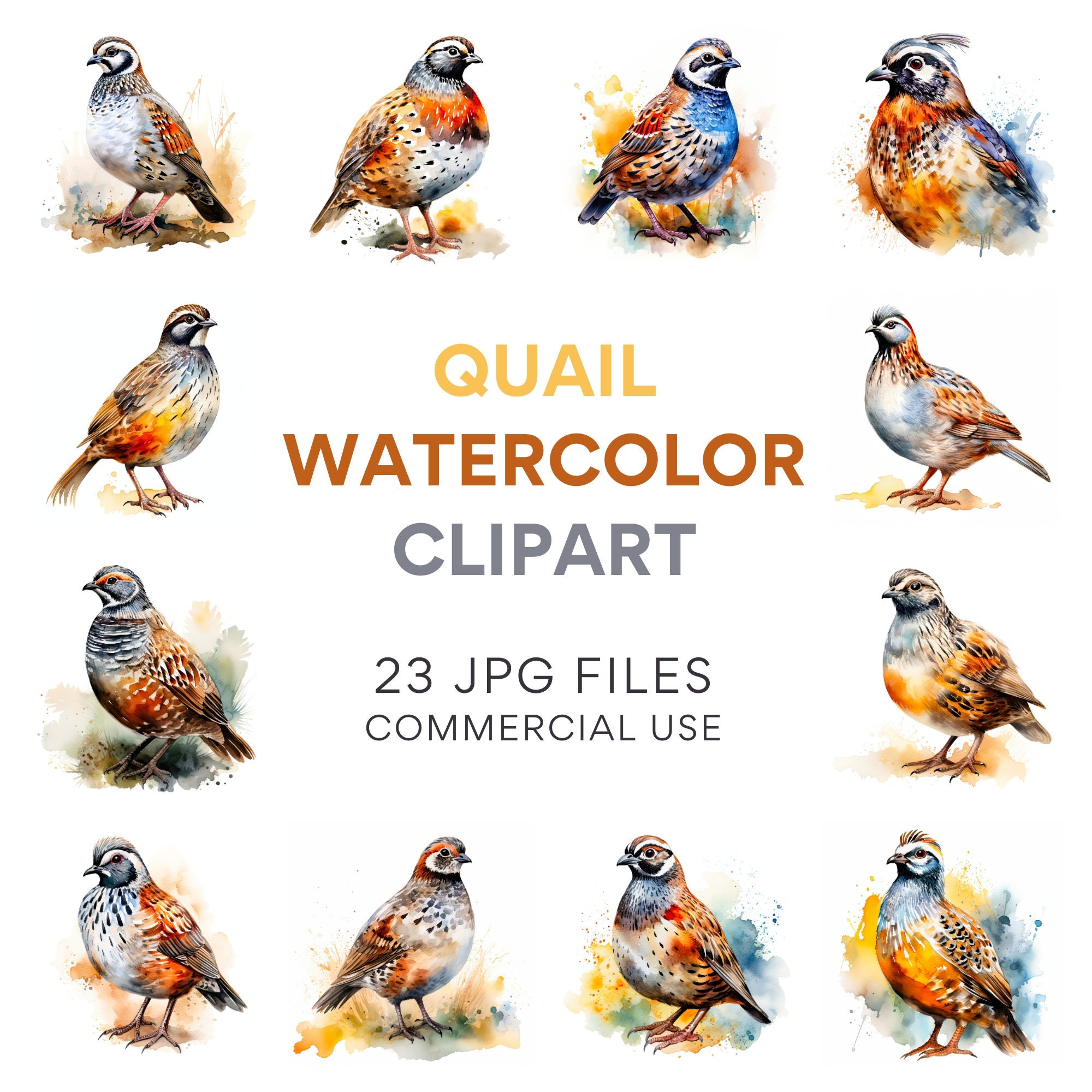 Quail Clipart: Watercolor Quail Bird Art, Digital Download for ...