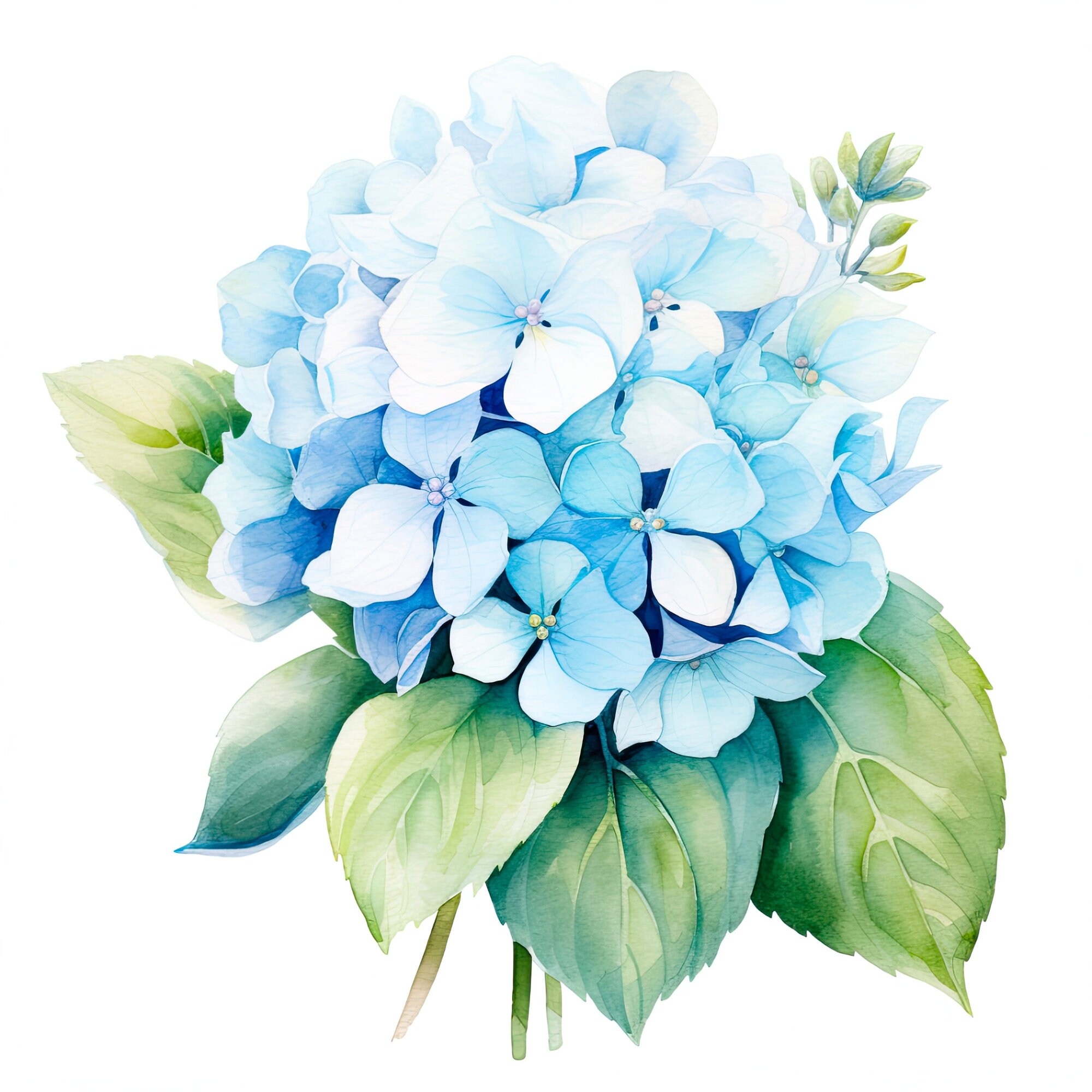 Hydrangea Clipart Bundle Blue Hydrangea, Watercolor Flowers, Wedding ...