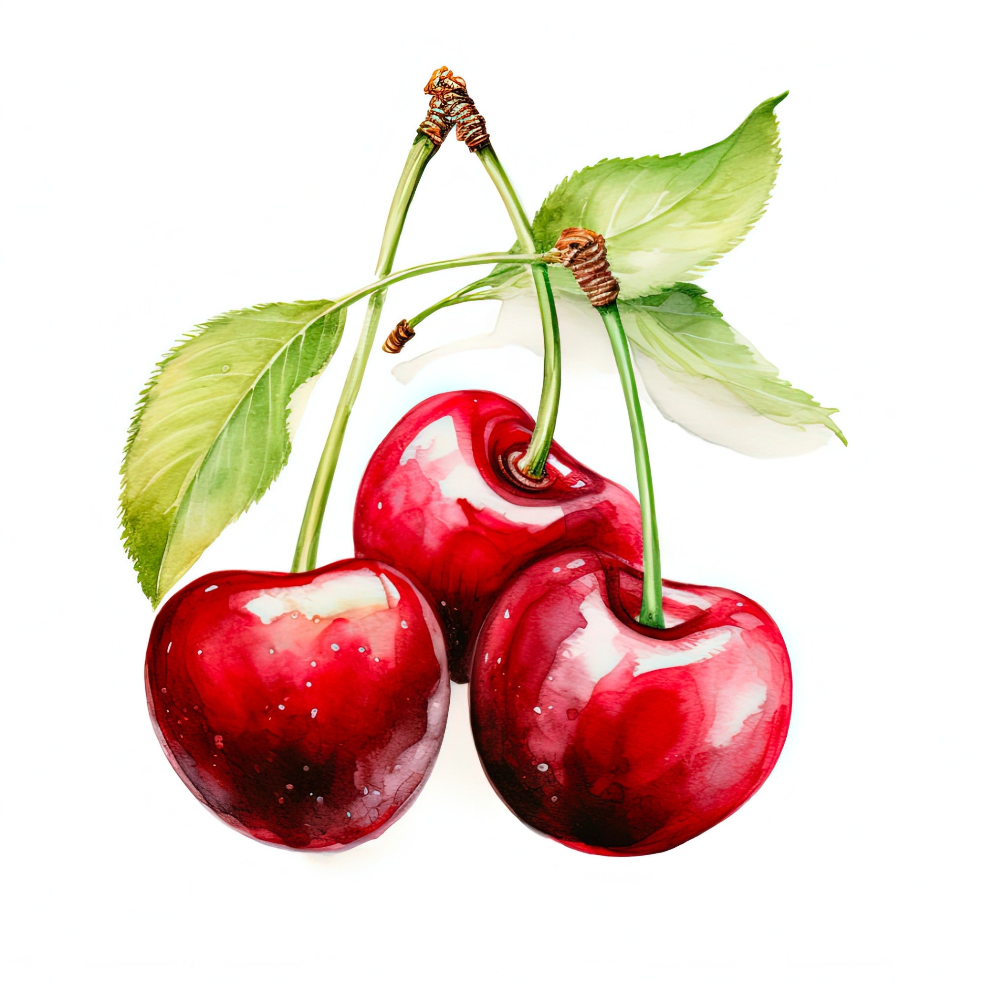 Cherry Clipart Bundle, Watercolor Cherry & Blossom, Digital Download ...