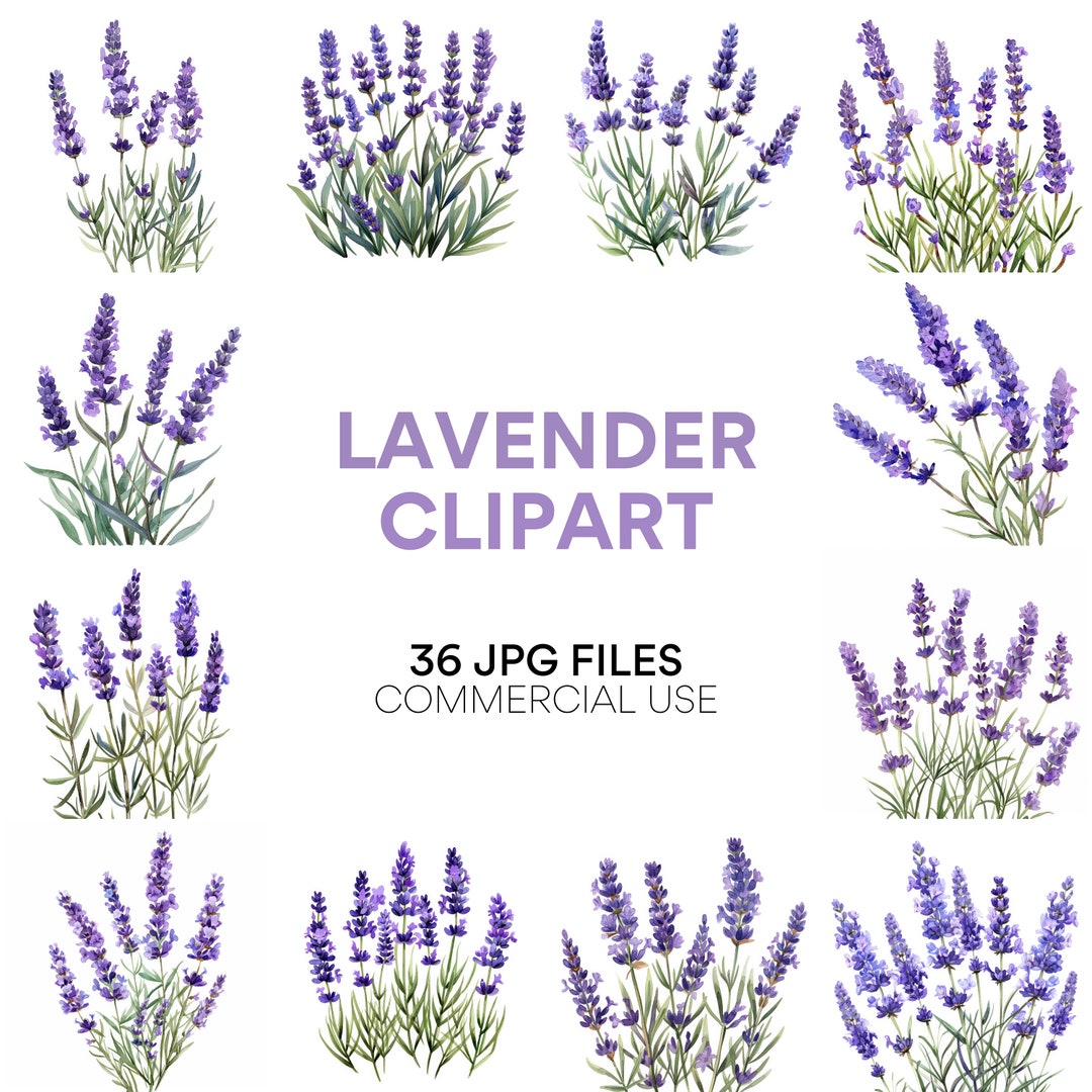 Lavender Clip Art: Watercolor Lavender Bouquet, Provence Lavender ...