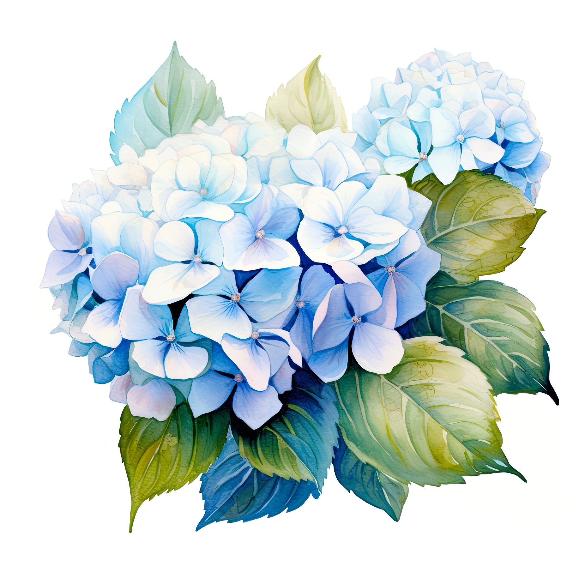 Hydrangea Clipart Bundle Blue Hydrangea, Watercolor Flowers, Wedding ...
