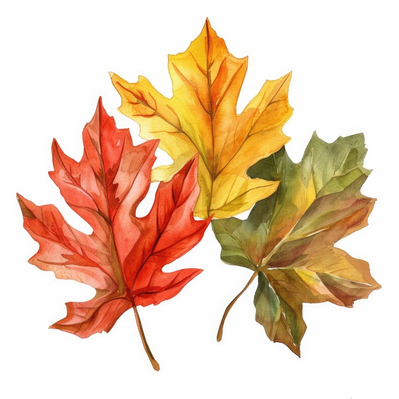 Fall Leaves Clipart: Autumn Clipart, Watercolor Leaves for Digital ...