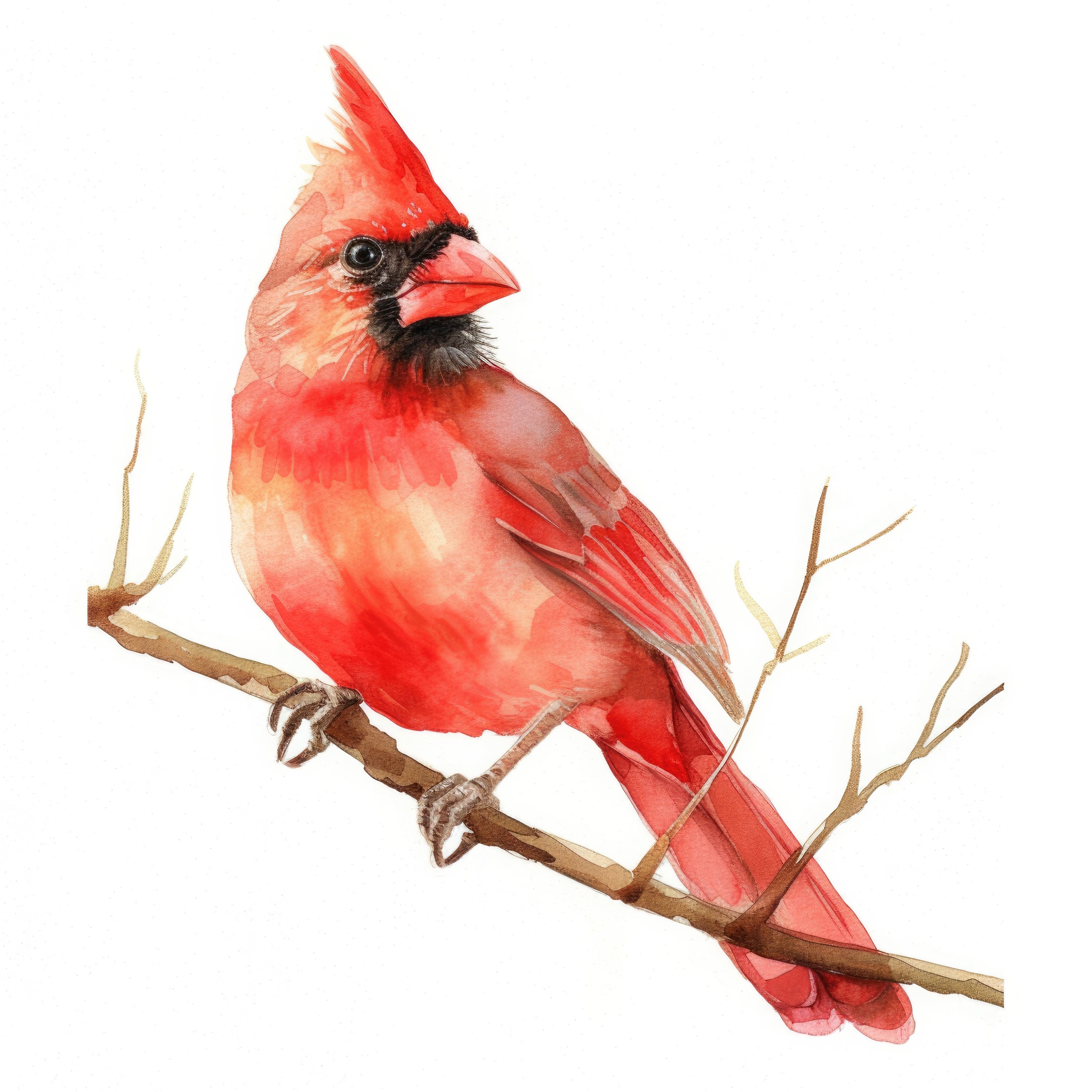 Cardinal Clip Art Pack Digital Download, Red Cardinal Watercolor ...