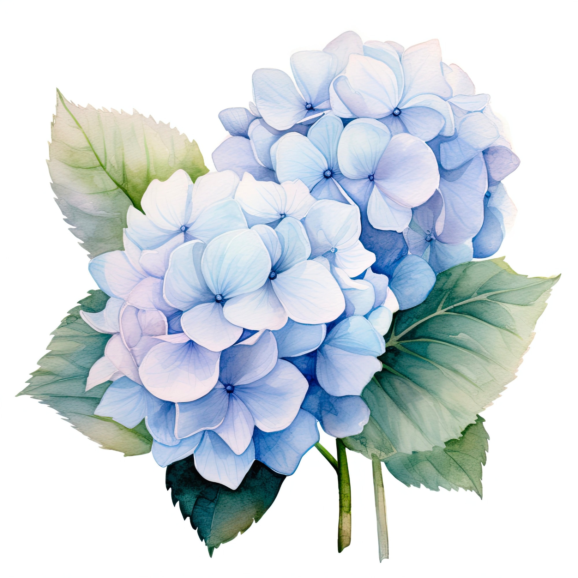 Hydrangea Clipart Bundle Blue Hydrangea, Watercolor Flowers, Wedding ...