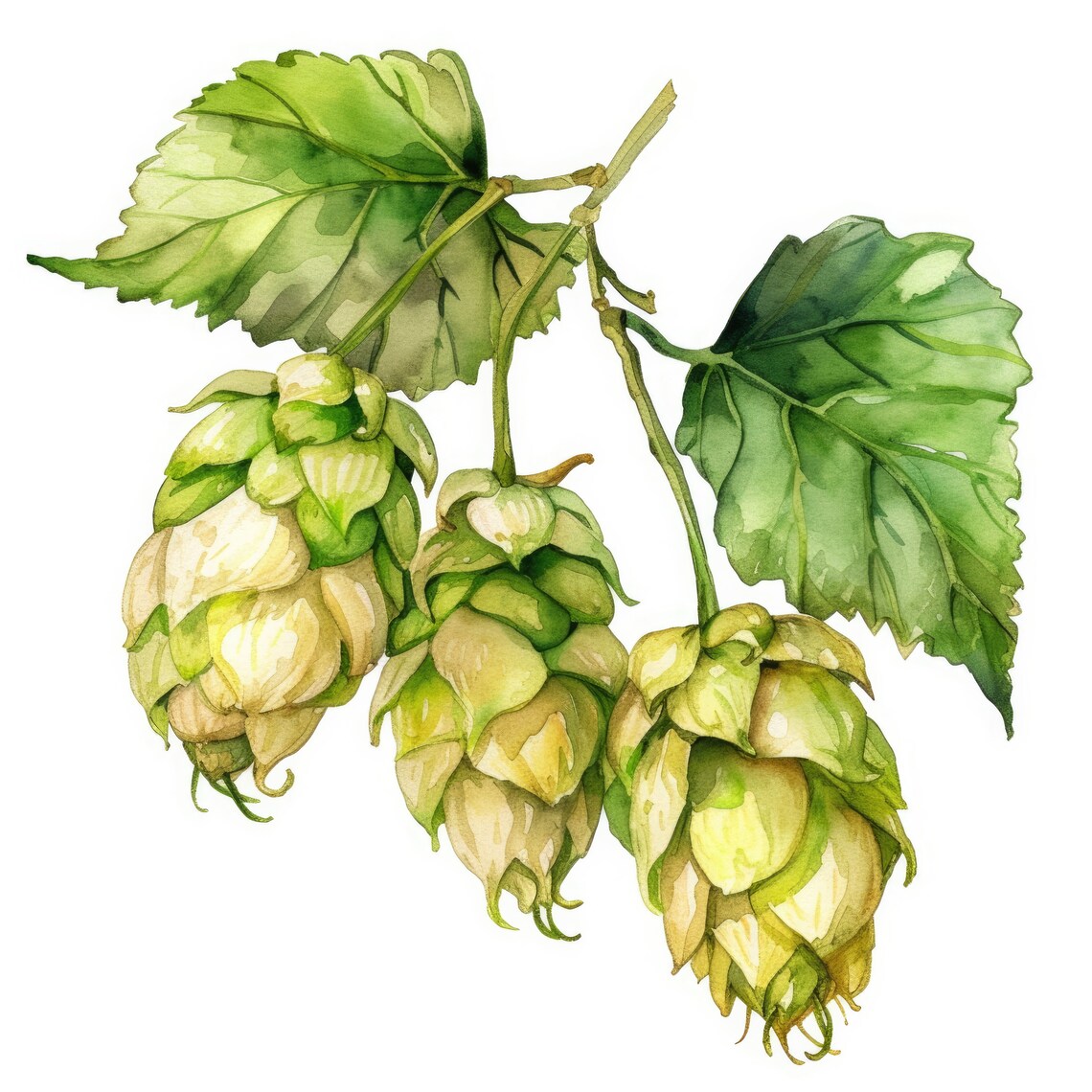 Hops Clipart Collection: Beer Bottle, Pint, Barrel, Wheat & Foam ...