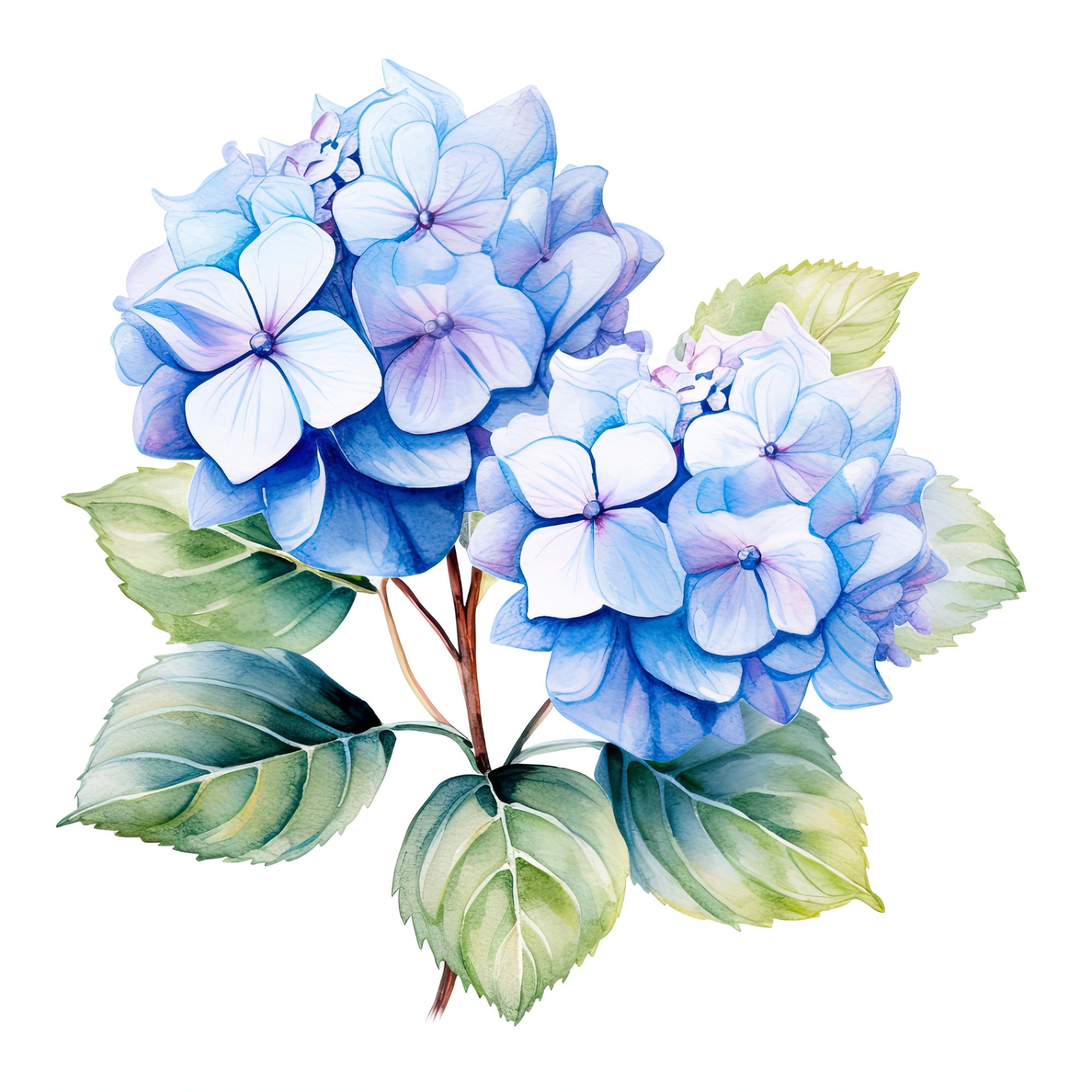 Hydrangea Clipart Bundle Blue Hydrangea, Watercolor Flowers, Wedding ...