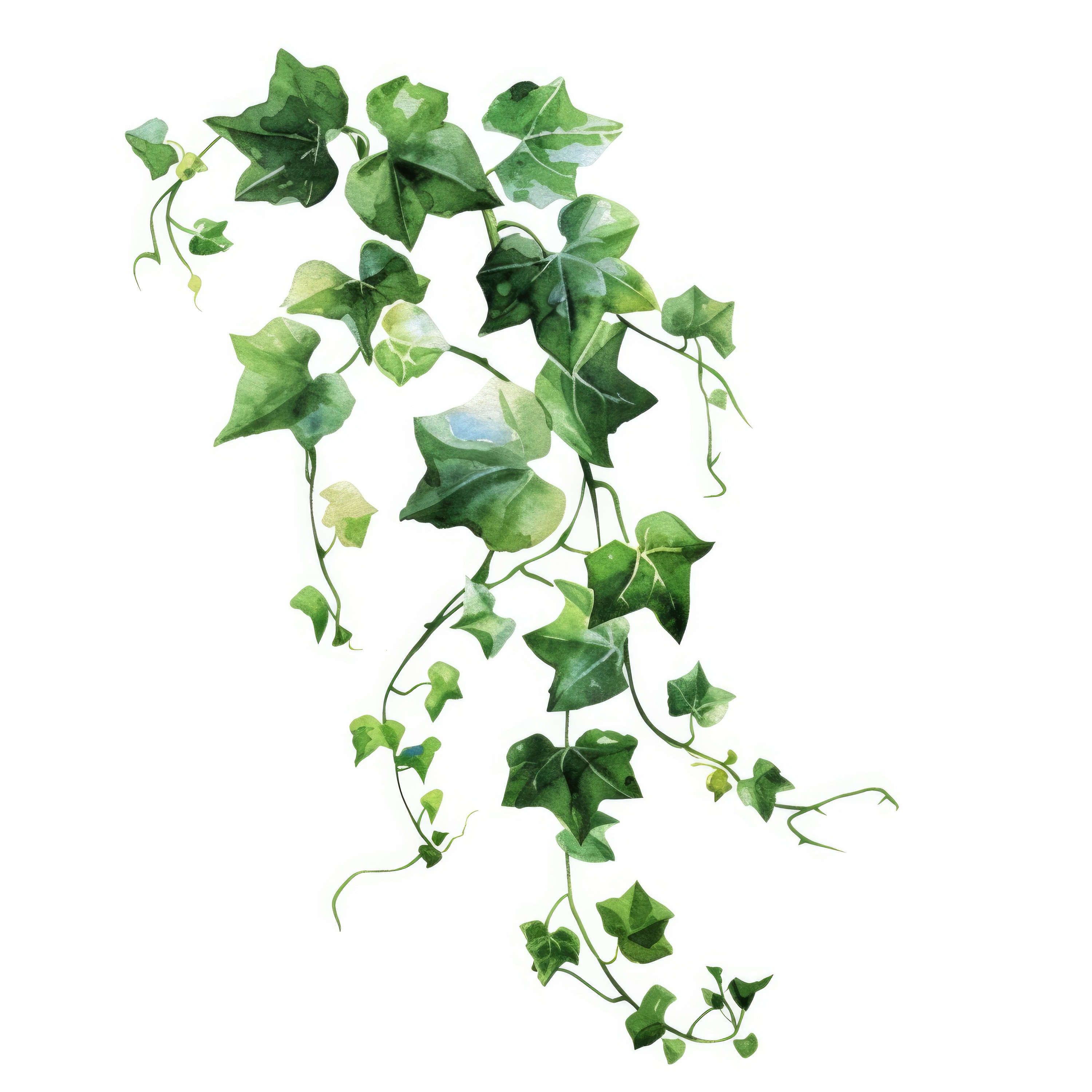 Ivy Clip Art Digital Download: Watercolor Ivy Vines Greenery Clipart ...