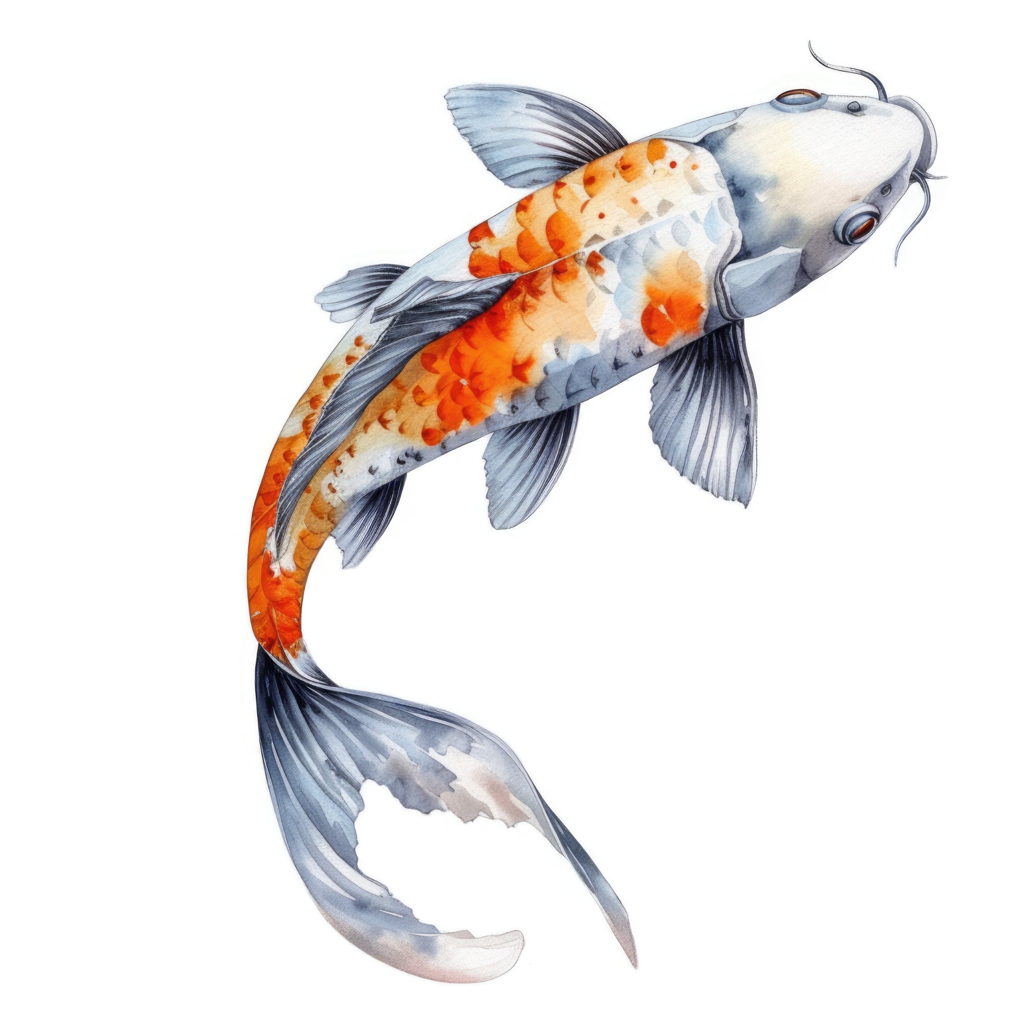 Koi Fish Clipart - Watercolor Japanese Carp Art, Tropical Fish Jpgs ...