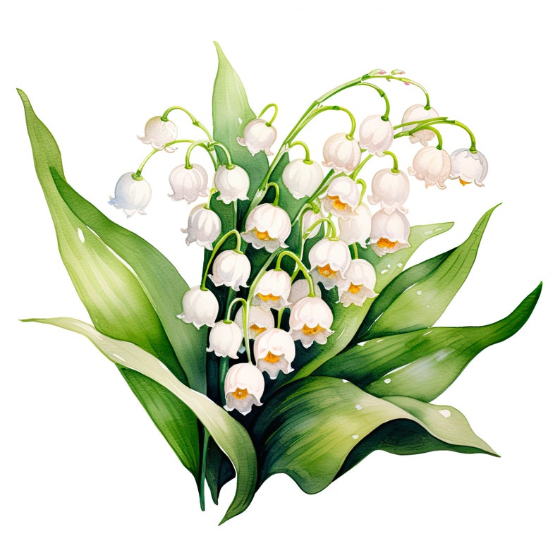 Lily of the Valley Clip Art 19 High-quality Jpgs Watercolor, Digital Planners, Junk Journals ...