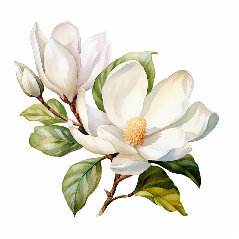 Magnolia Flower Clip Art, Watercolor Magnolia Clipart, Flower Clipart ...