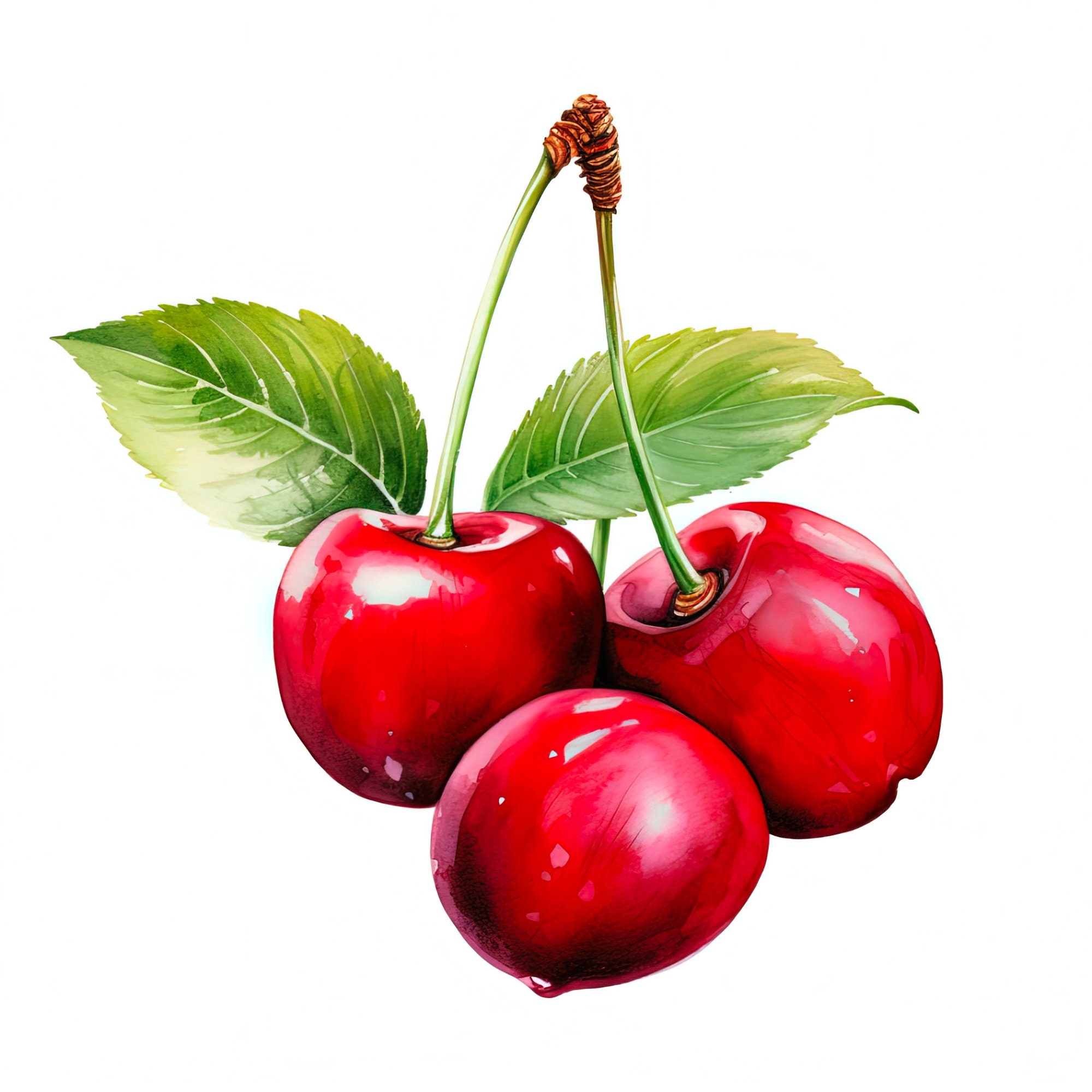 Cherry Clipart Bundle, Watercolor Cherry & Blossom, Digital Download ...