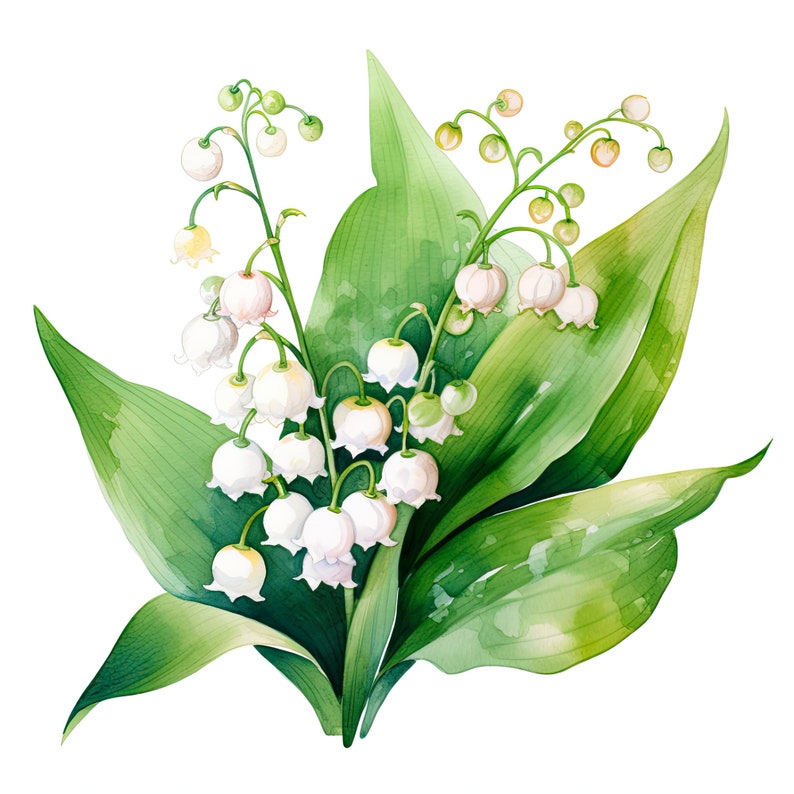Lily of the Valley Clip Art 19 High-quality Jpgs Watercolor, Digital ...