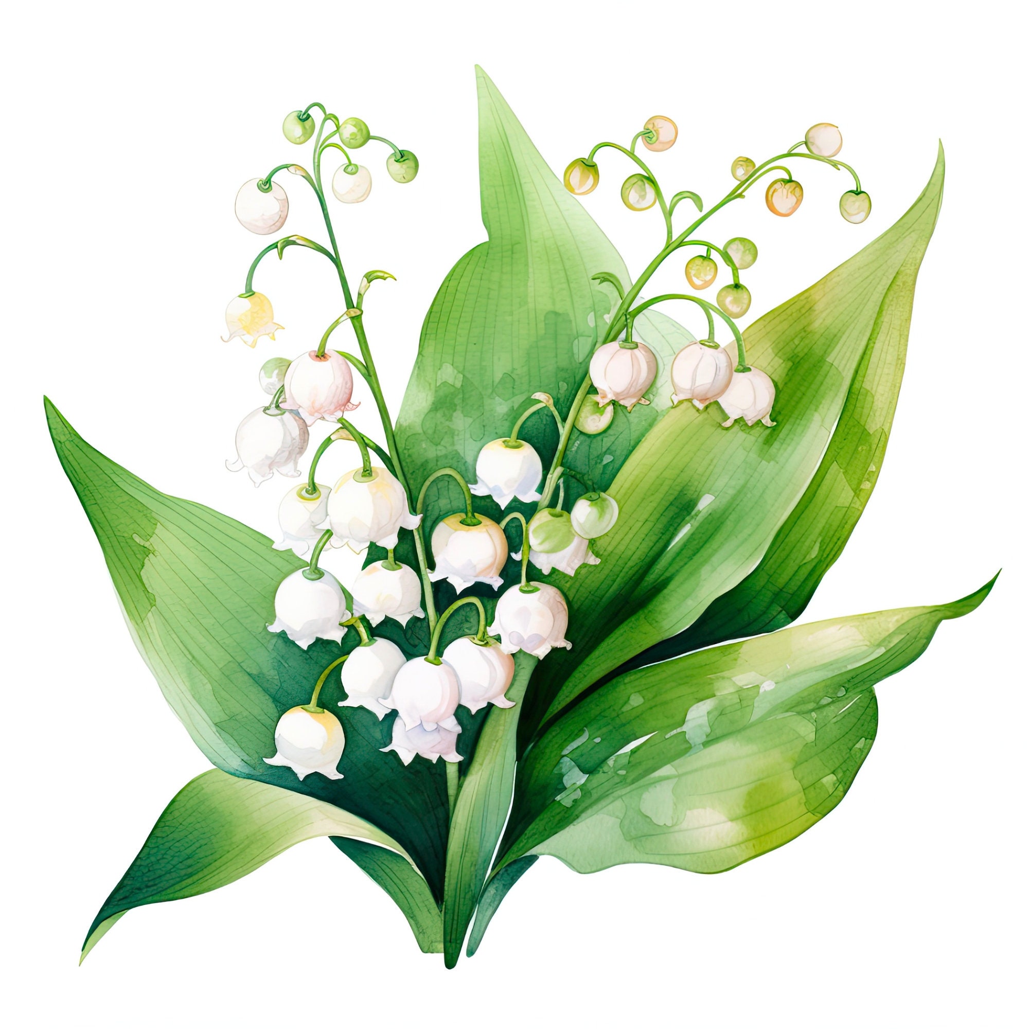 Lily of the Valley Clip Art 19 High-quality Jpgs Watercolor, Digital ...