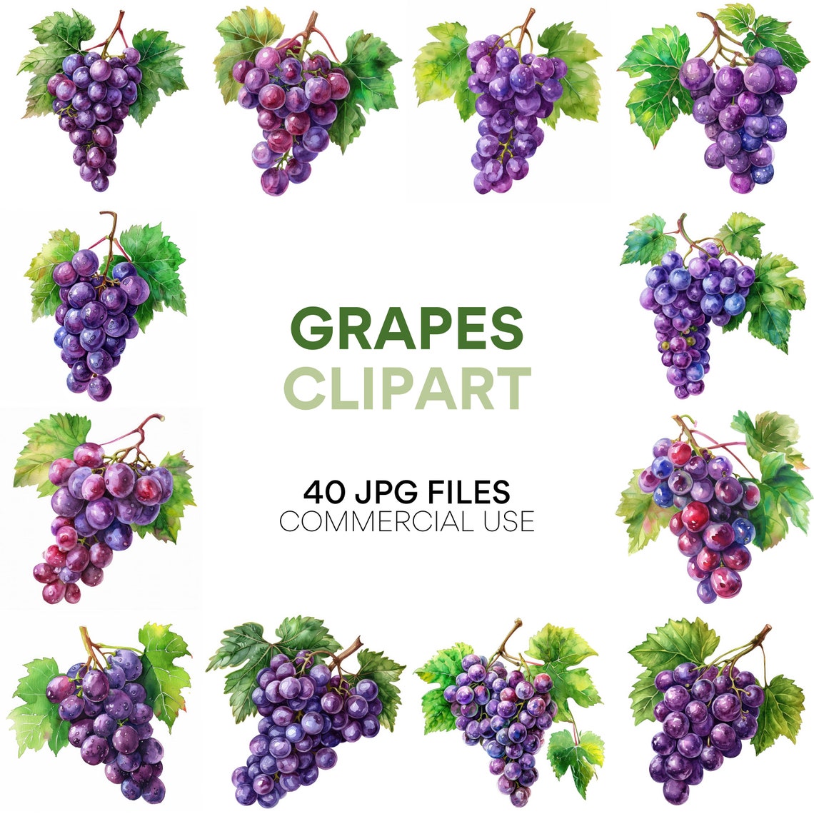 Grapes Clipart: Watercolor Wine Grapes, Fruit Clipart, Bunch of Noir ...