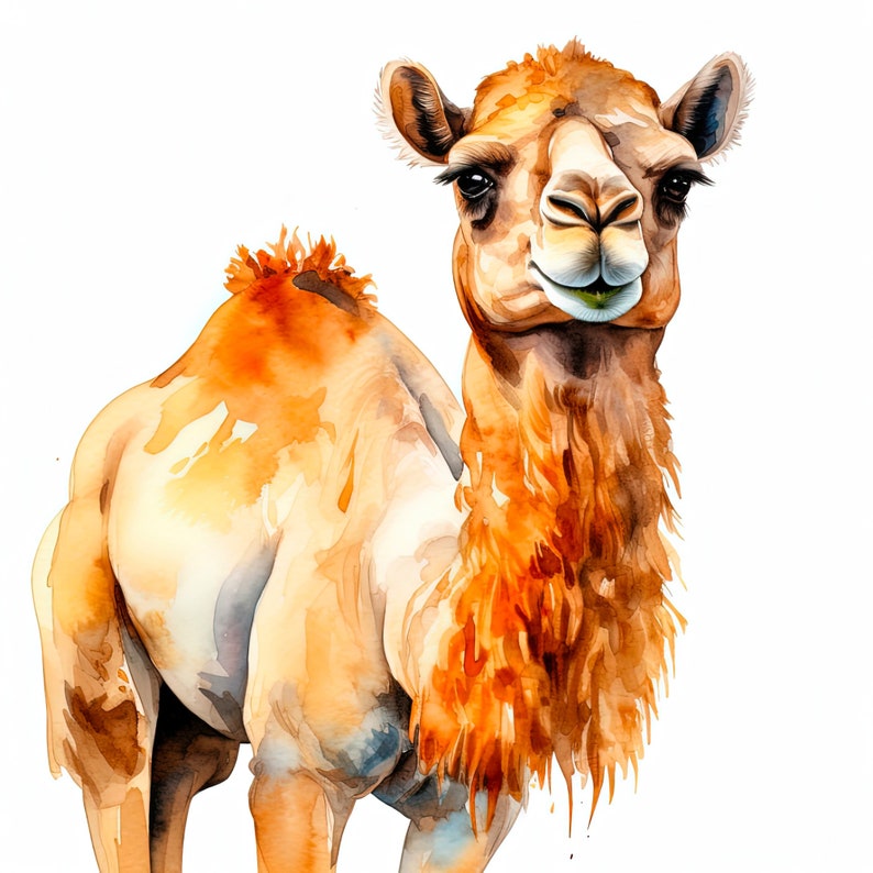 Camel Clipart Pack: Watercolor Clipart Bundle, Desert Clipart for ...