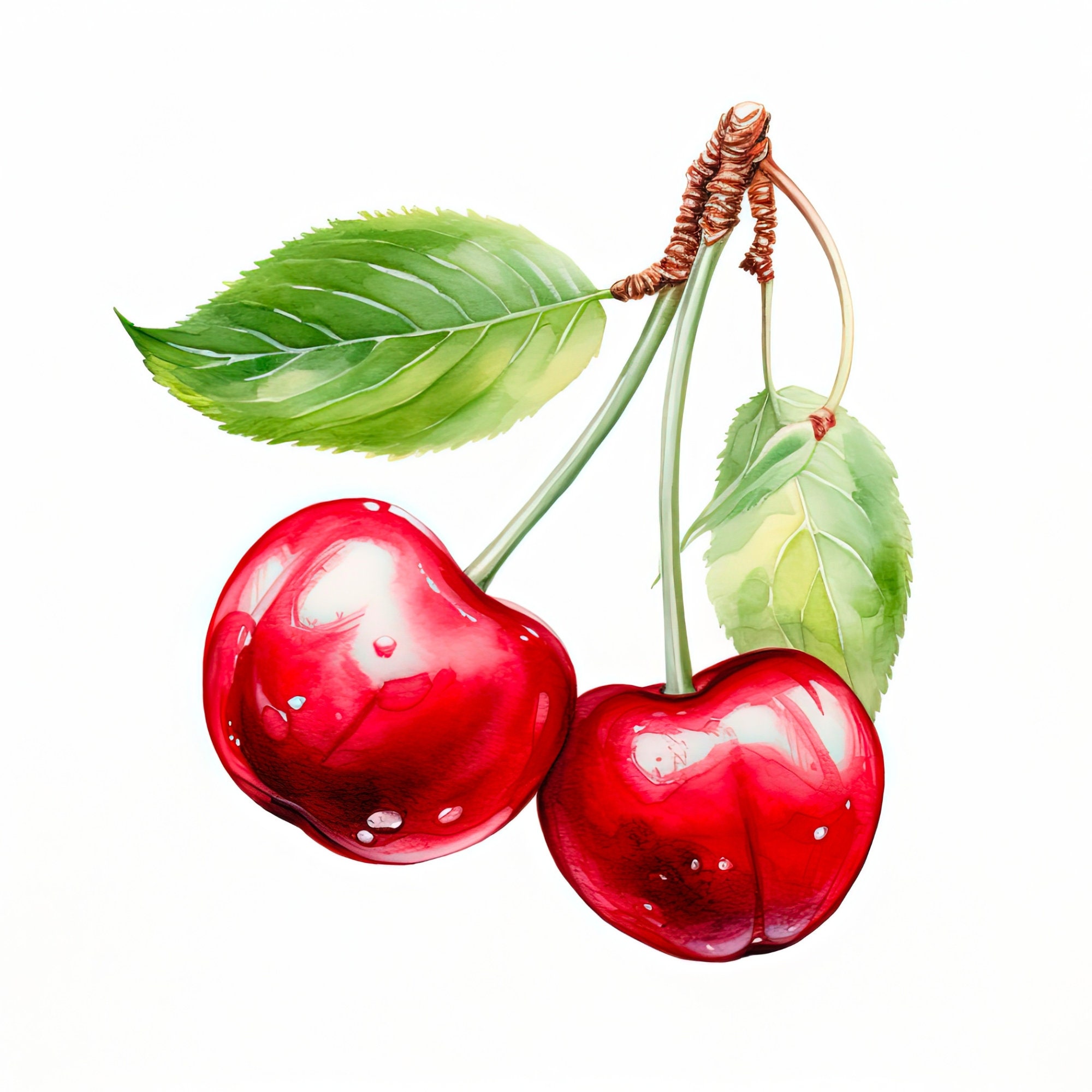 Cherry Clipart Bundle, Watercolor Cherry & Blossom, Digital Download ...