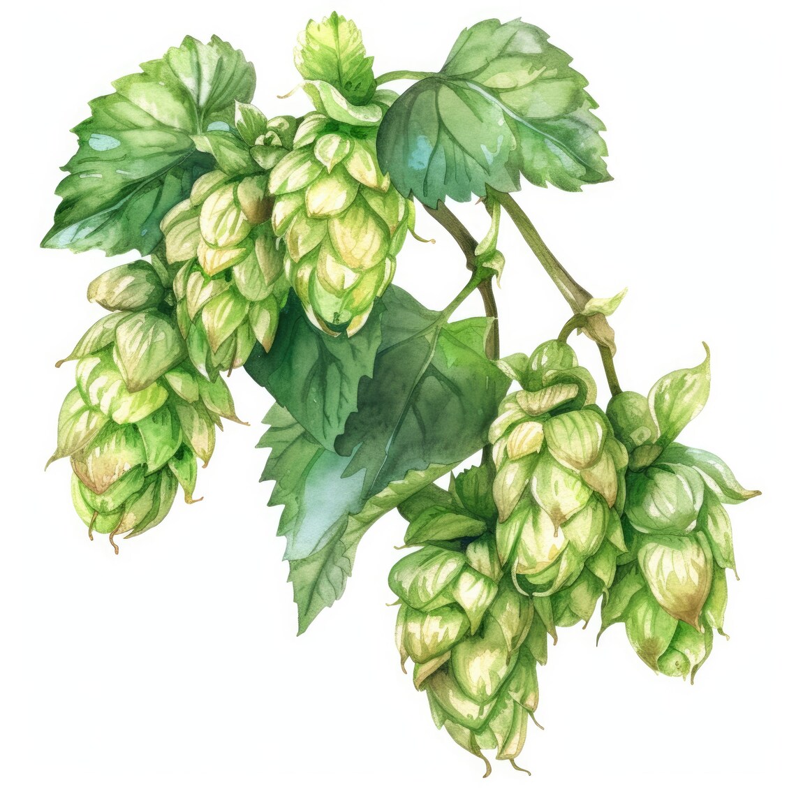 Hops Clipart Collection: Beer Bottle, Pint, Barrel, Wheat & Foam ...
