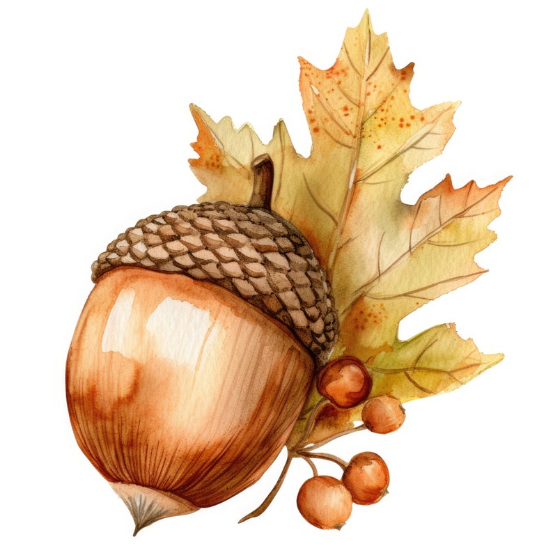 Acorn Clipart, Watercolor Autumn Leaves, Oak Fall Clipart, Digital ...