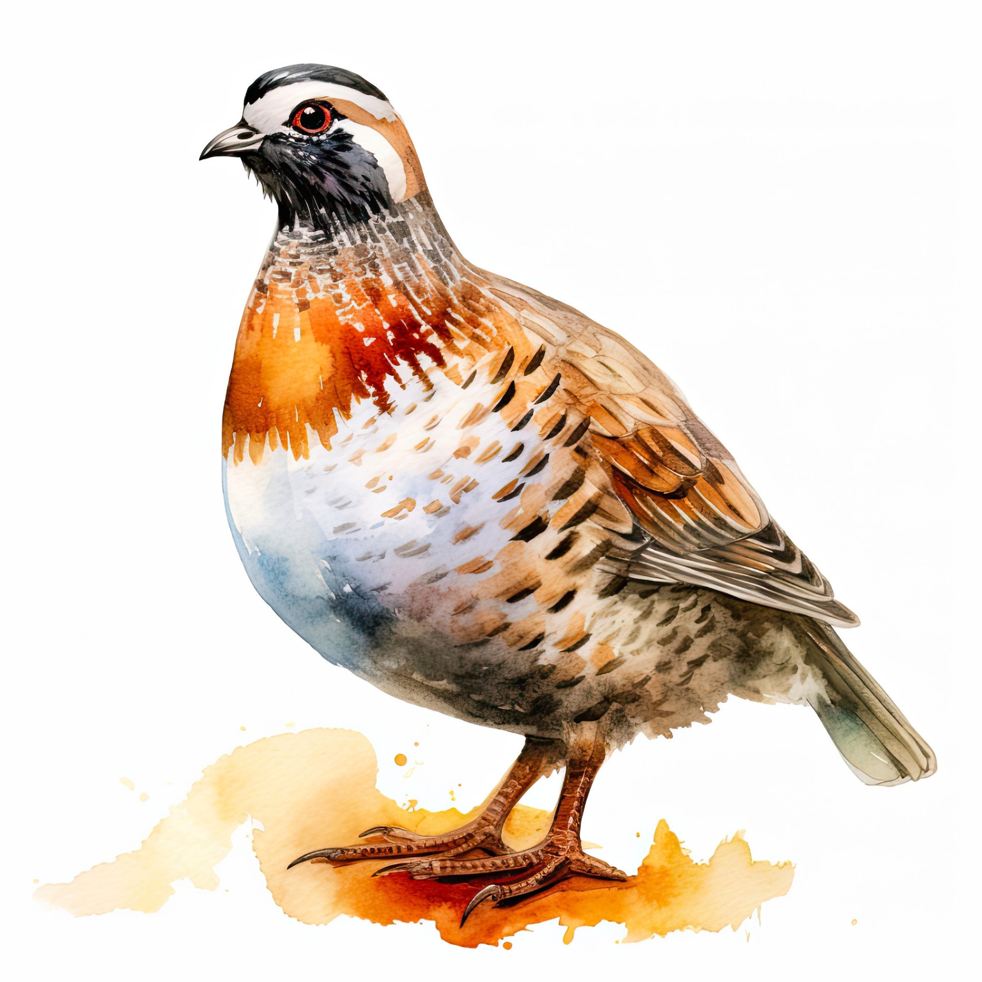 Quail Clipart: Watercolor Quail Bird Art, Digital Download for ...