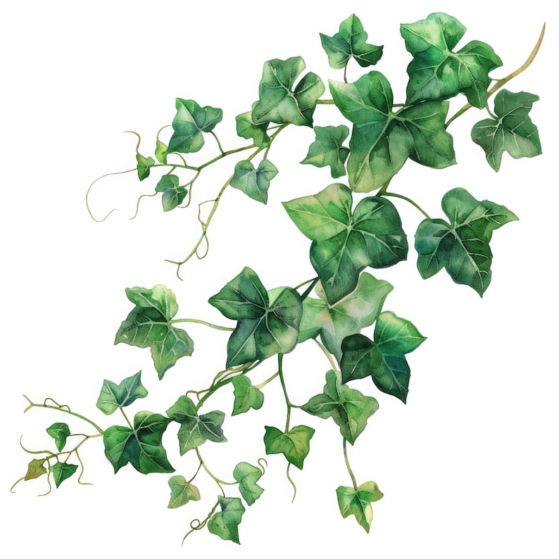 Ivy Clip Art Digital Download: Watercolor Ivy Vines Greenery Clipart ...