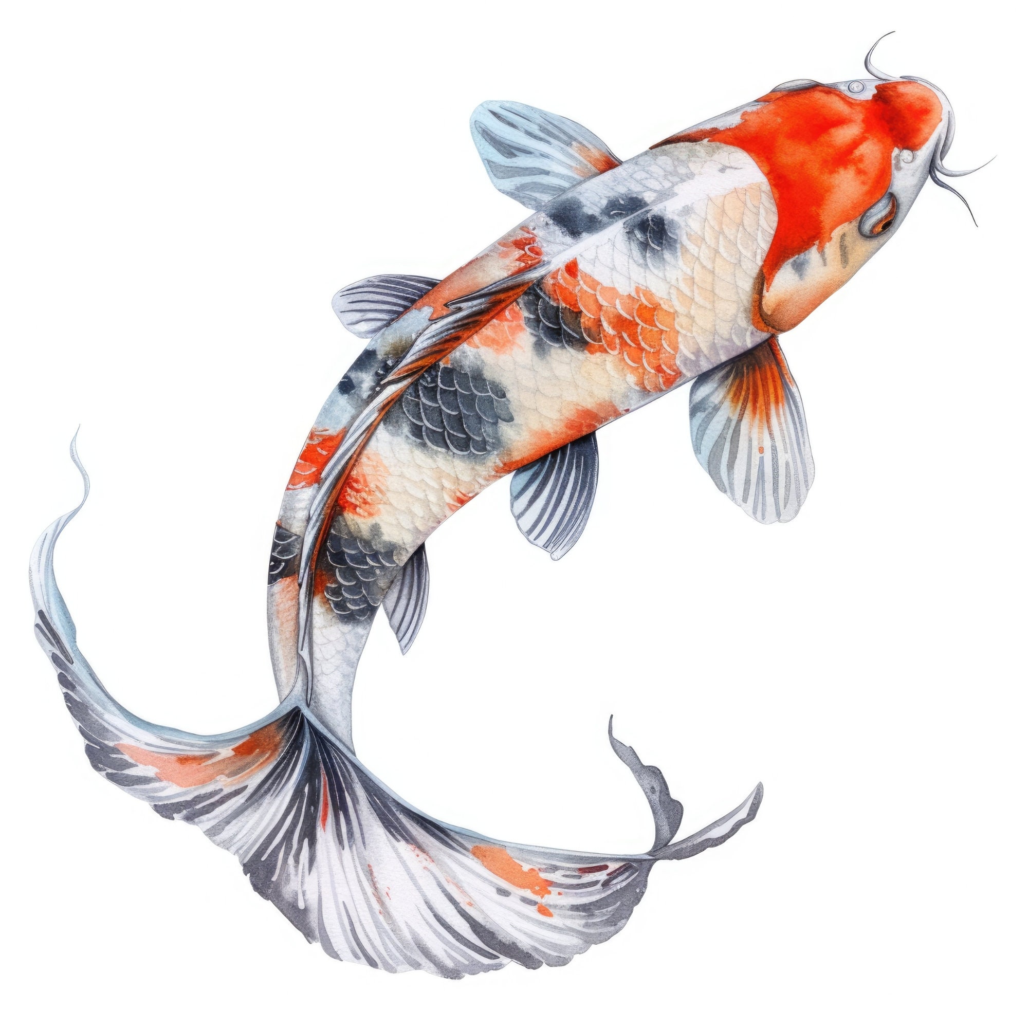 Koi Fish Clipart - Watercolor Japanese Carp Art, Tropical Fish Jpgs ...