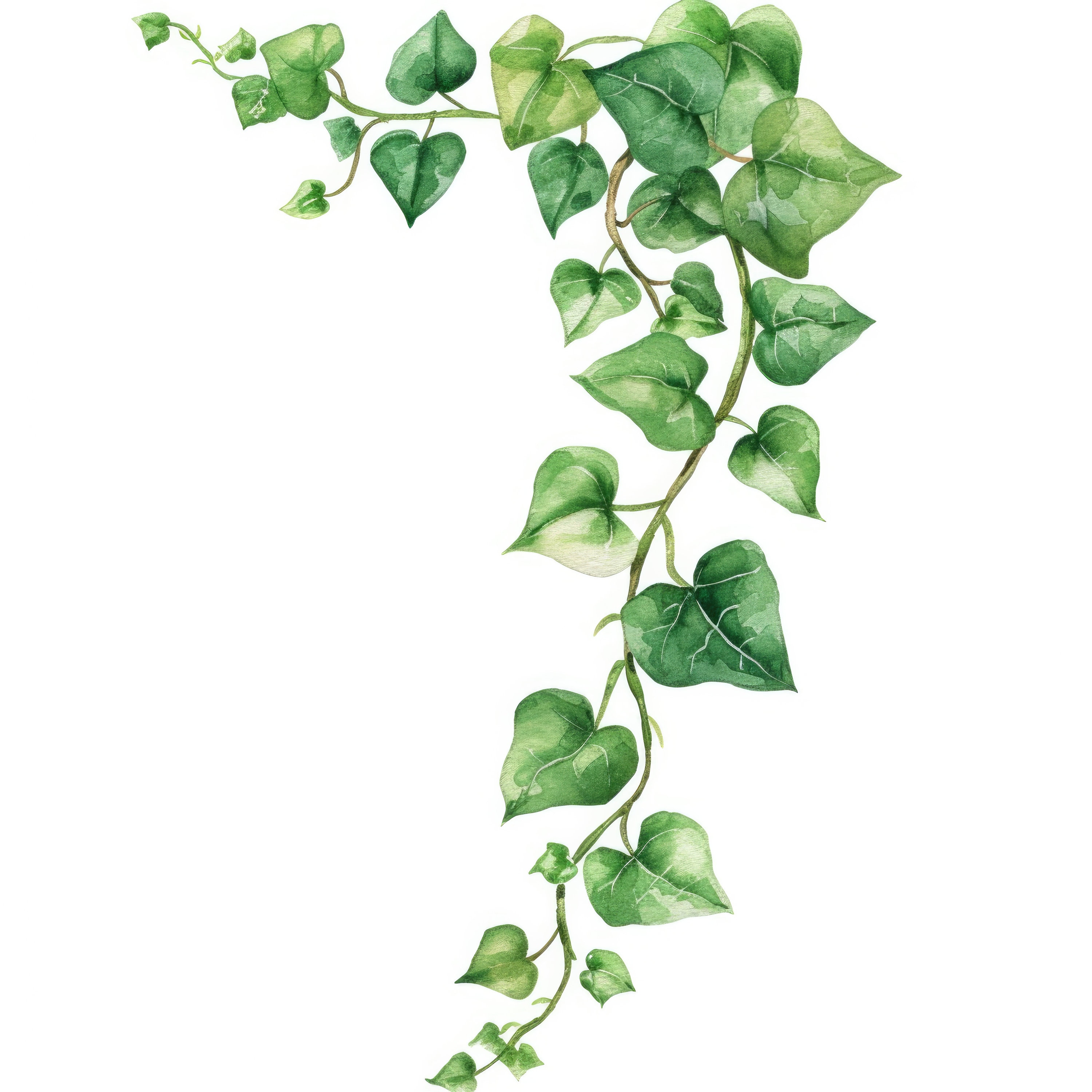 Ivy Clip Art Digital Download: Watercolor Ivy Vines Greenery Clipart ...